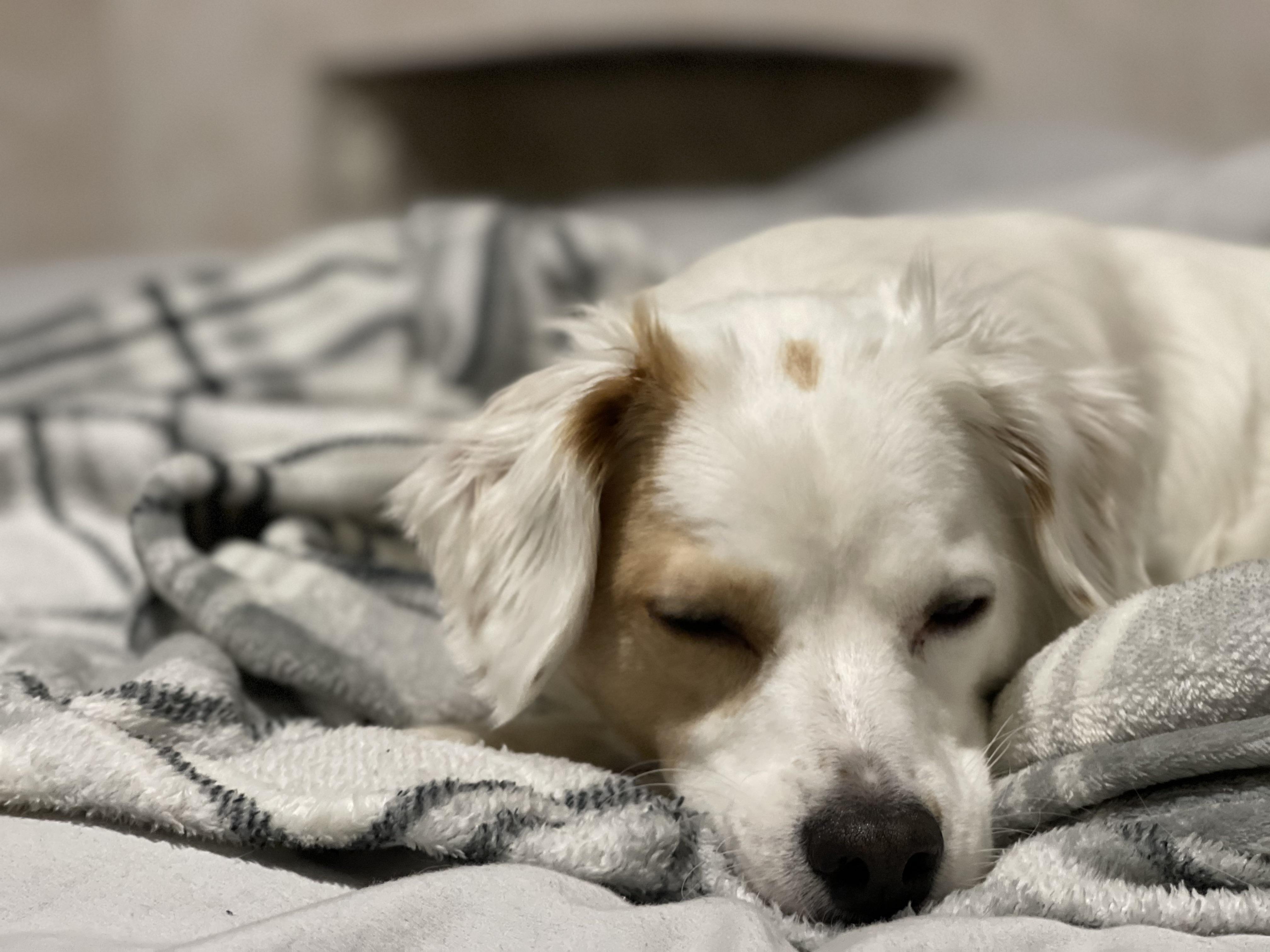 Took puppy for a walk, he got sleepy | Scrolller