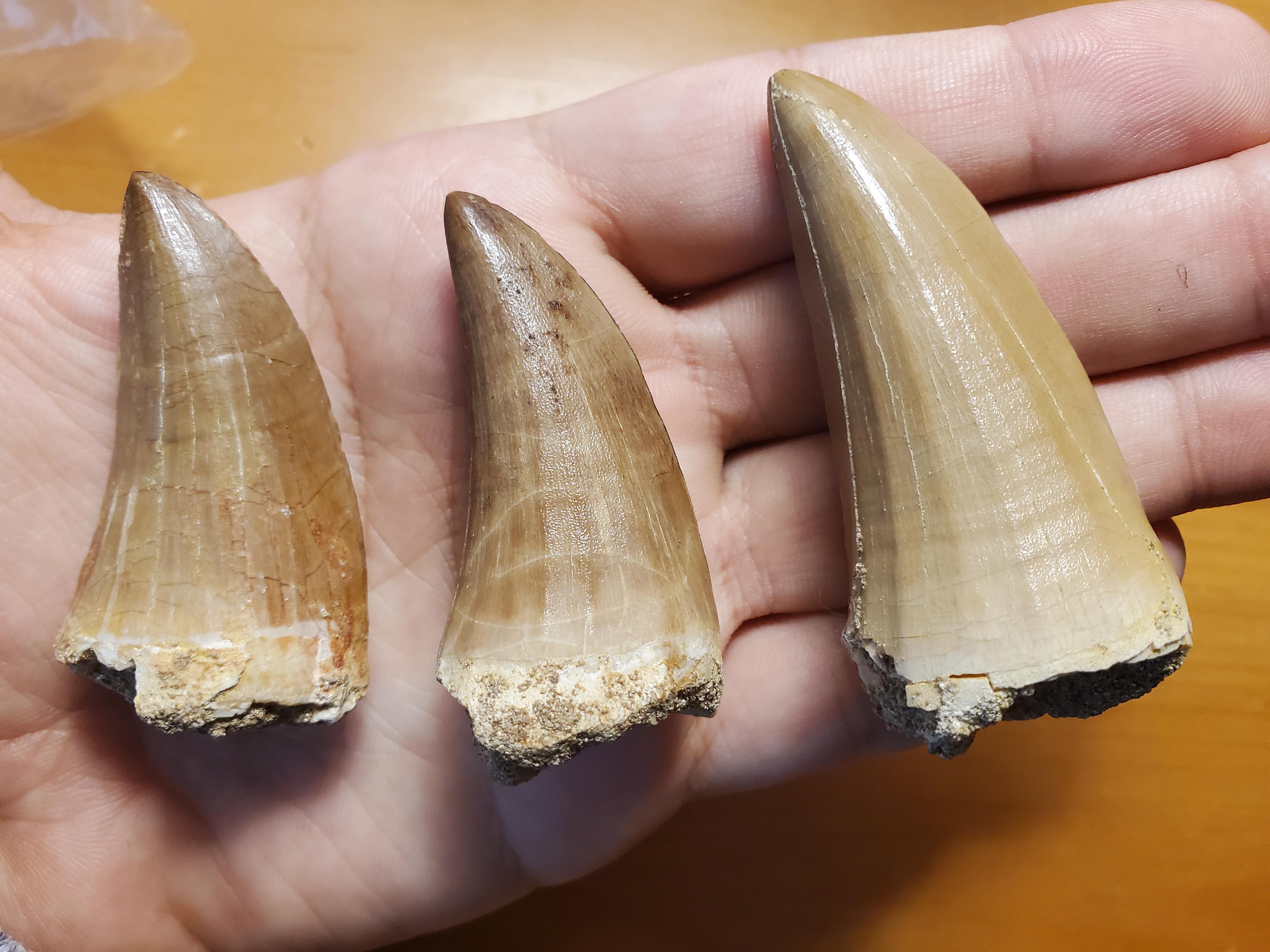 Tooth Crowns from Mosasaurus beaugei | Scrolller