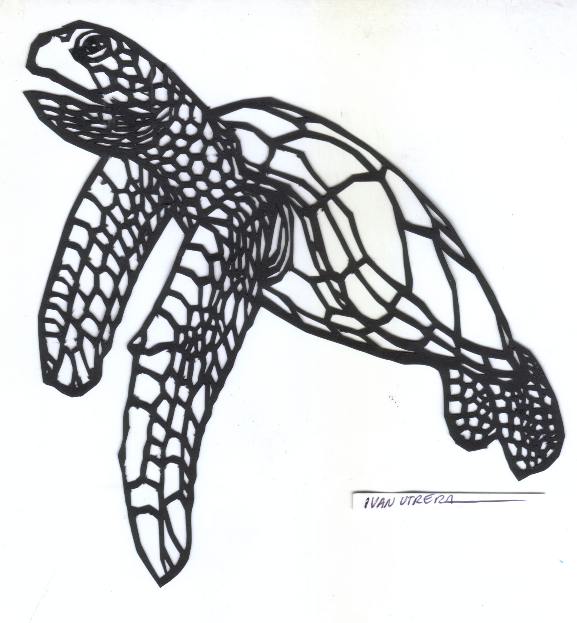 tortuga paper cut | Scrolller