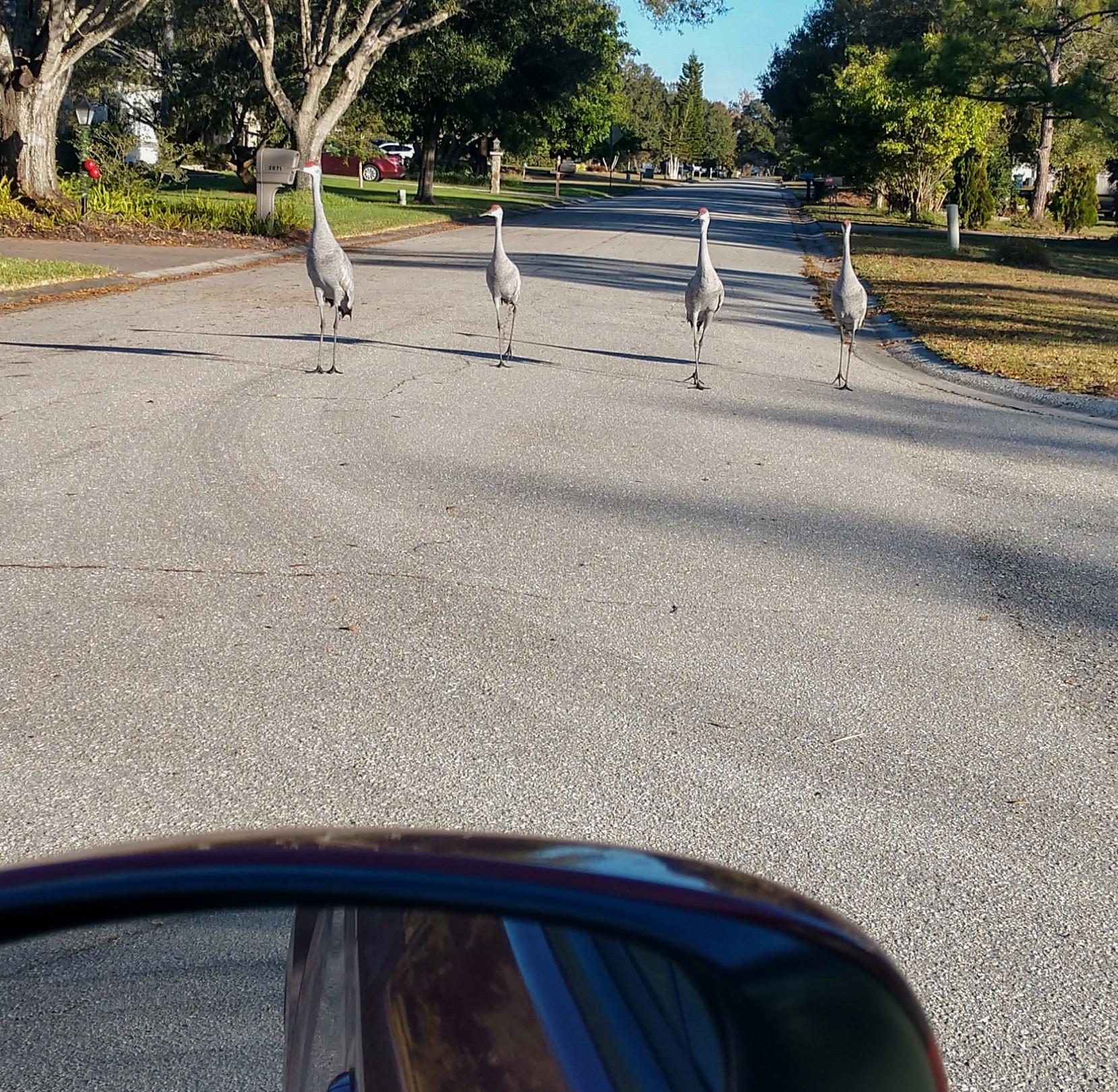 Traffic jam this morning. | Scrolller