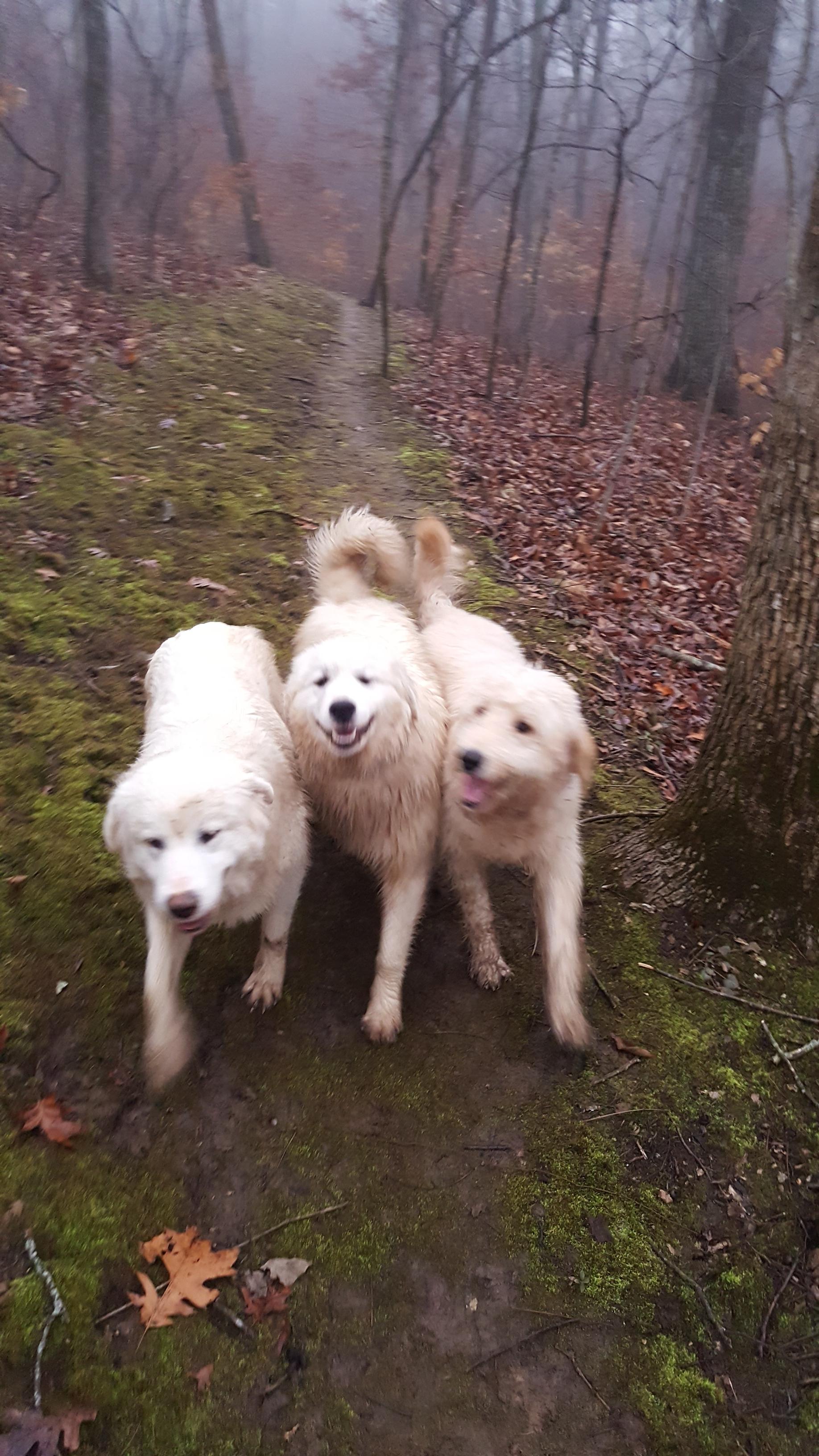 Trail running. | Scrolller