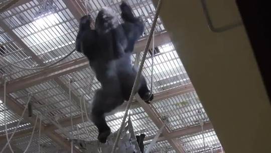 Train joined a circus | Scrolller