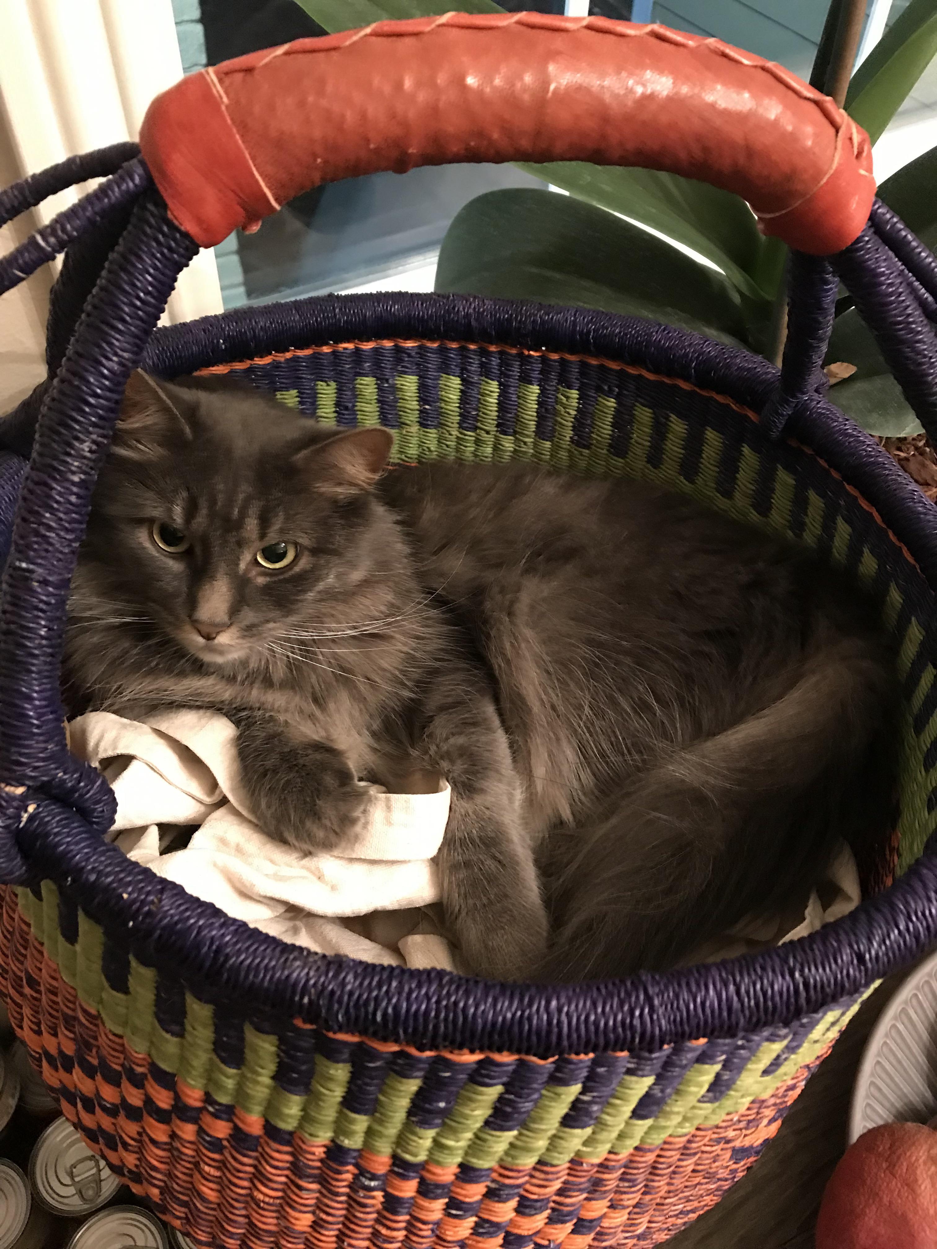 Trap IS working! | Scrolller