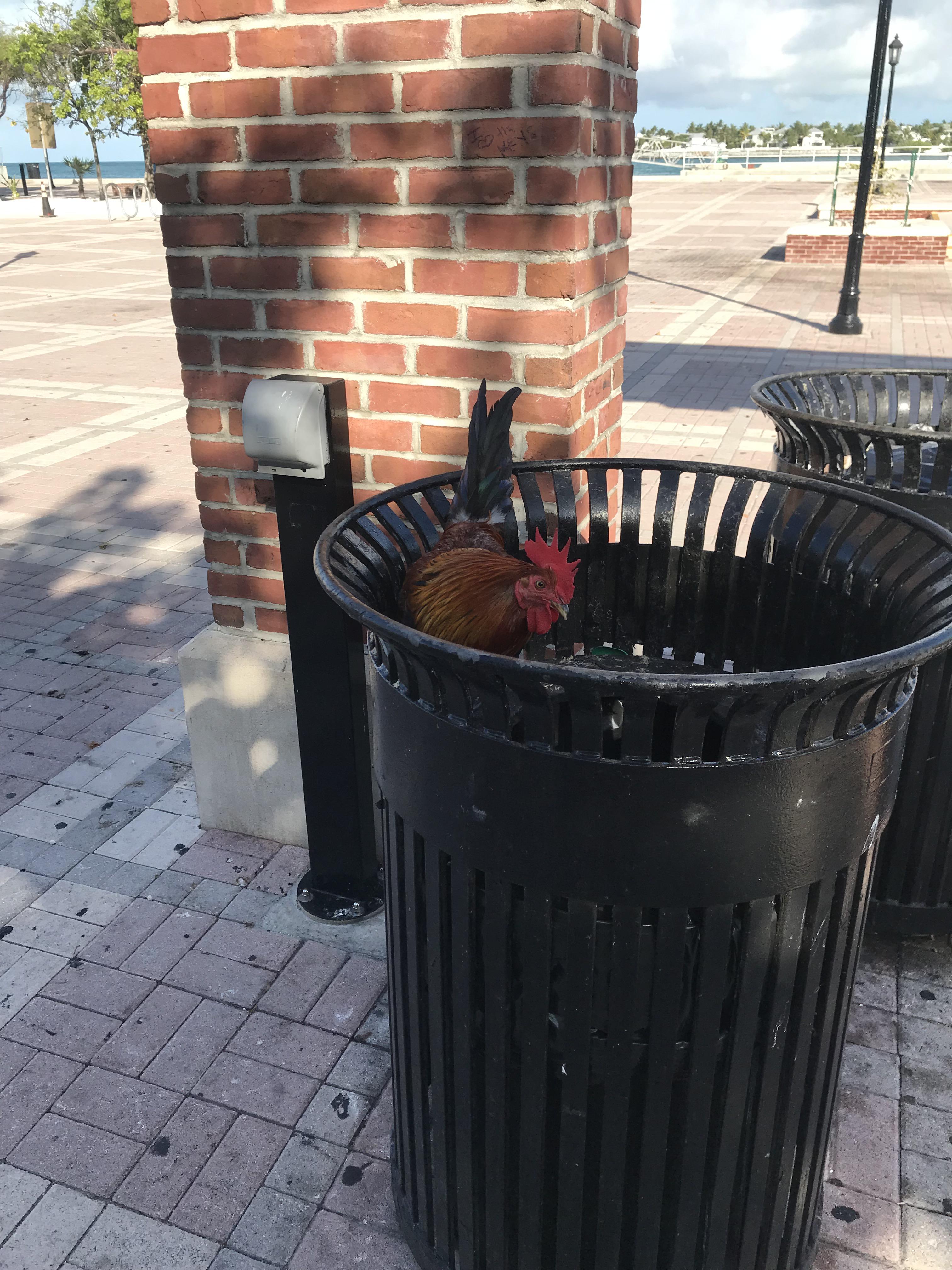 Trash rooster | Scrolller