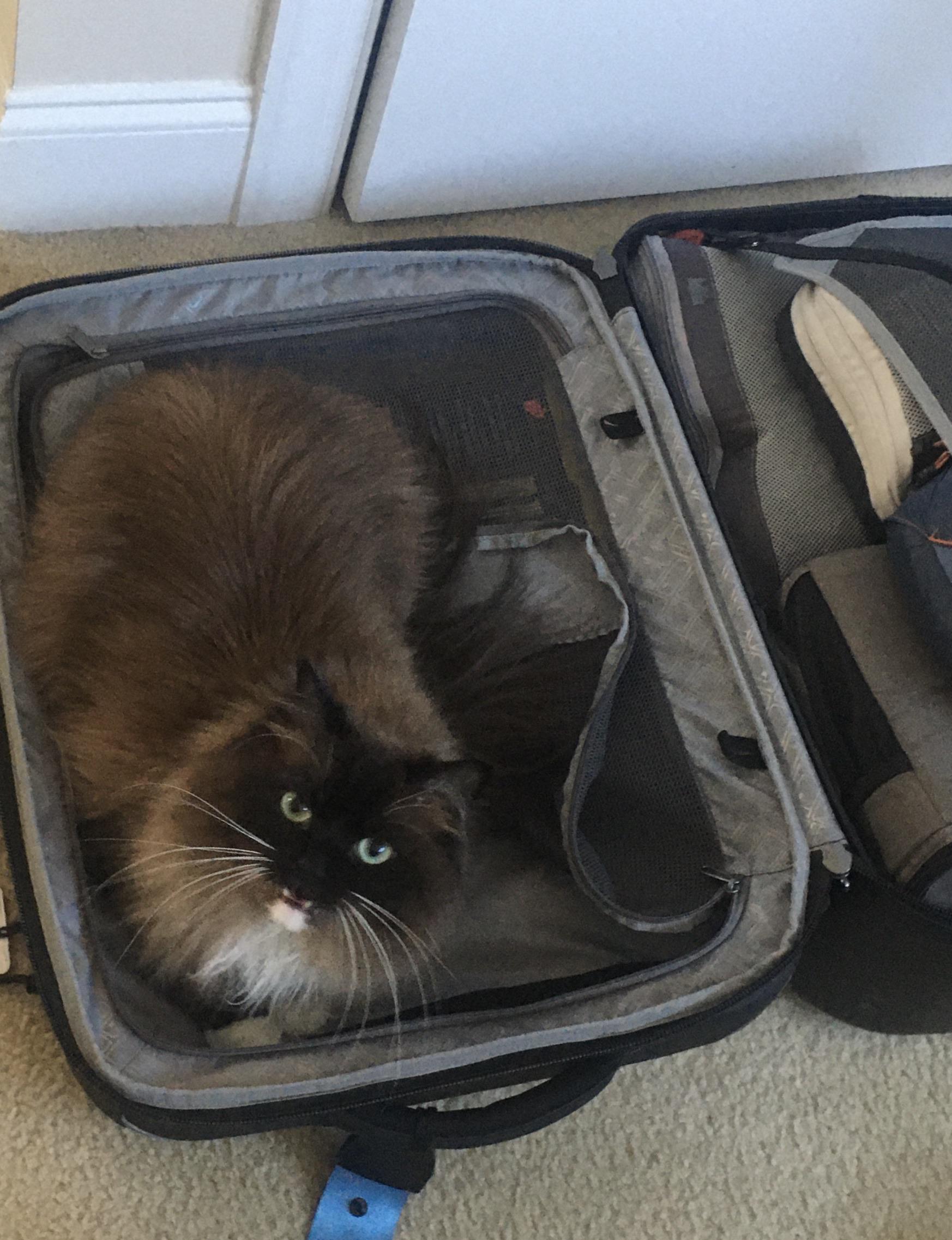 Travel trap is working | Scrolller