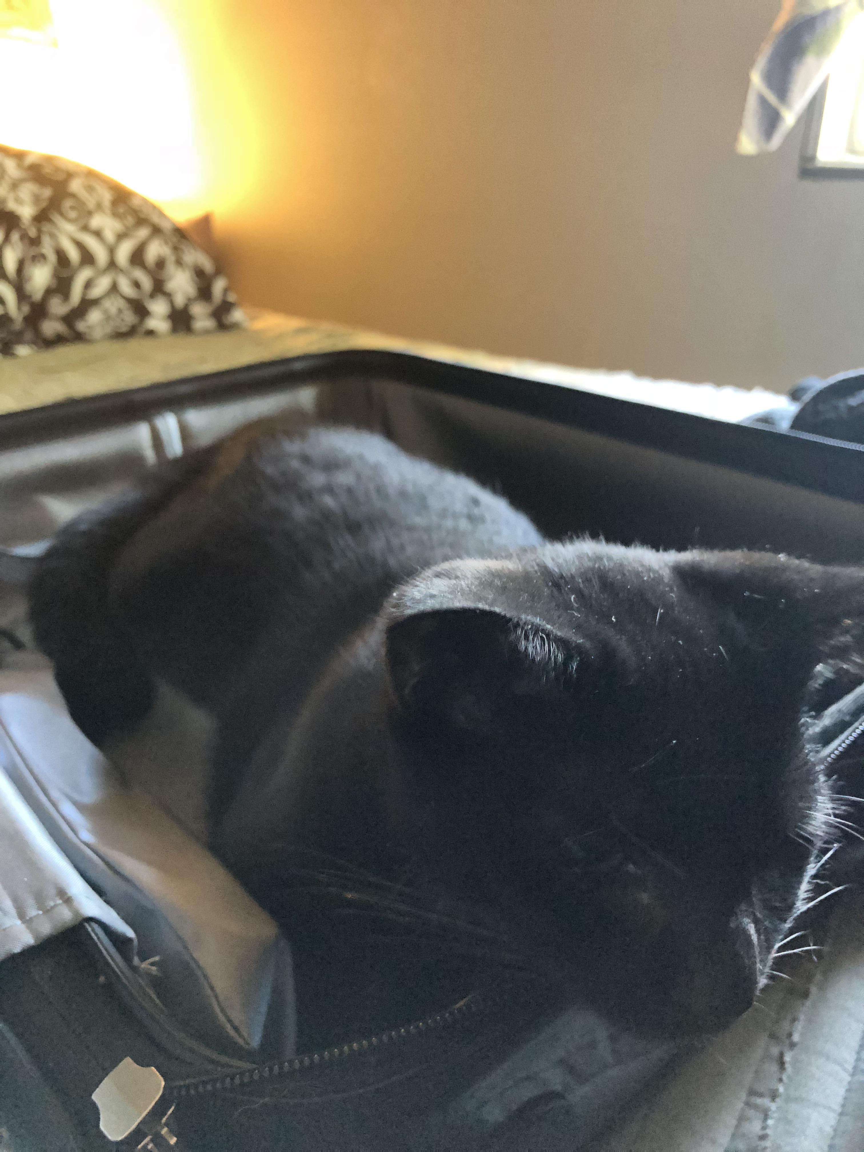 Travel trap works every time! | Scrolller