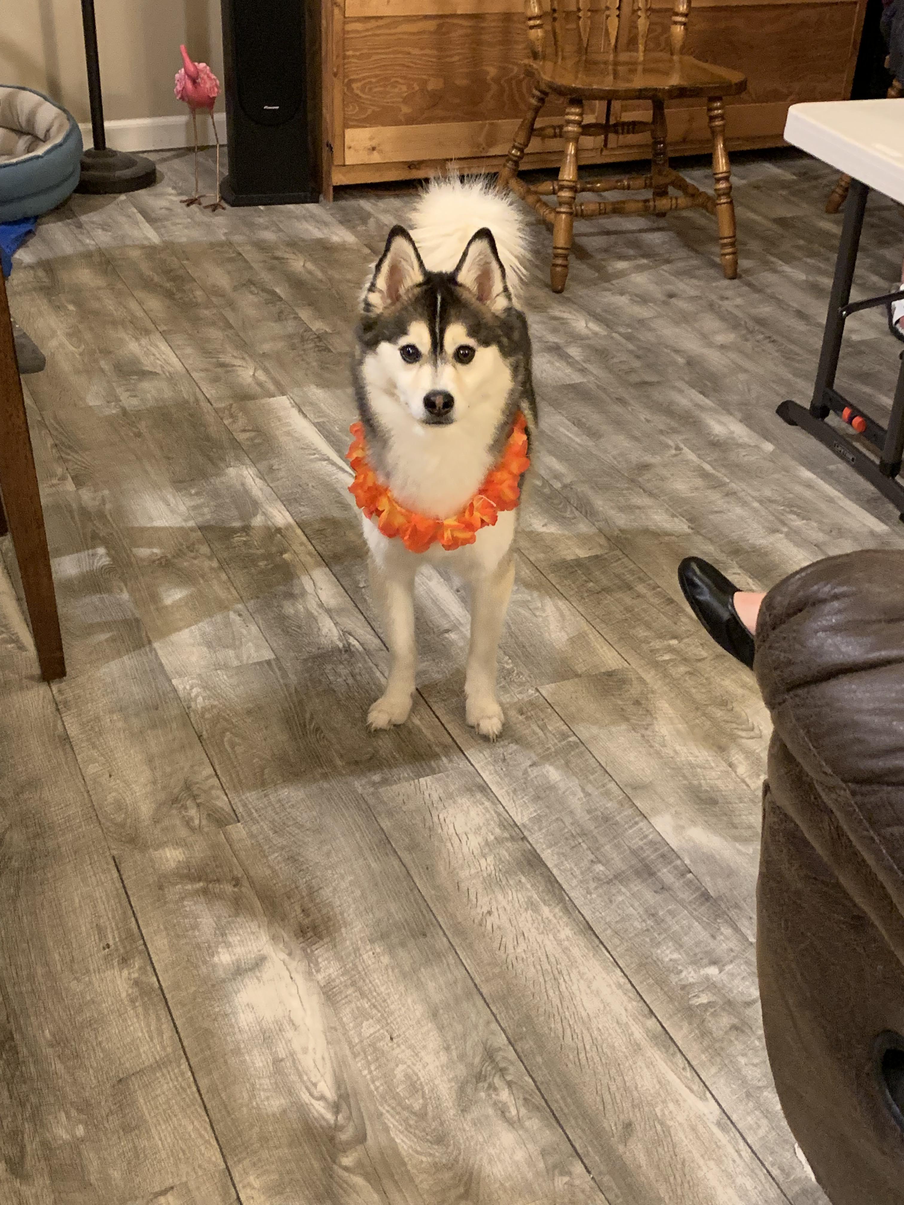 Traveling home to our baby today! Meet Balto, our 3 year old Pomsky. | Scrolller