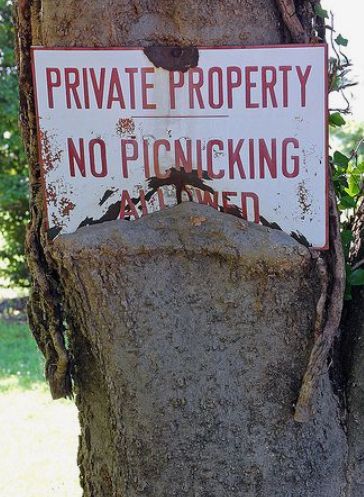 Tree Breaking The Rules | Scrolller