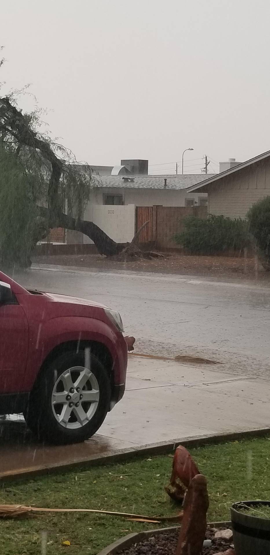 Tree Downed By Today's Monsoon | Scrolller