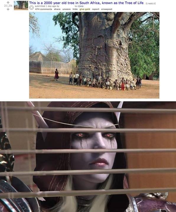 Tree of life | Scrolller