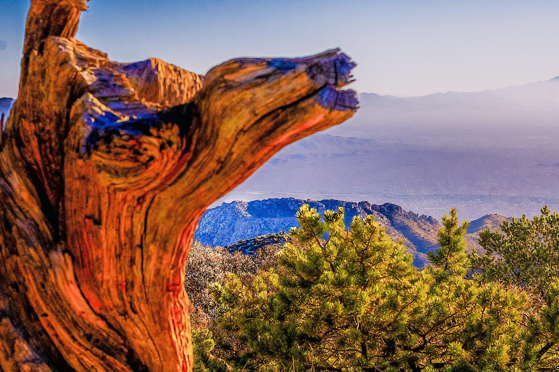 Tree stump looks like a coyote, horse, or me holding a joint | Scrolller