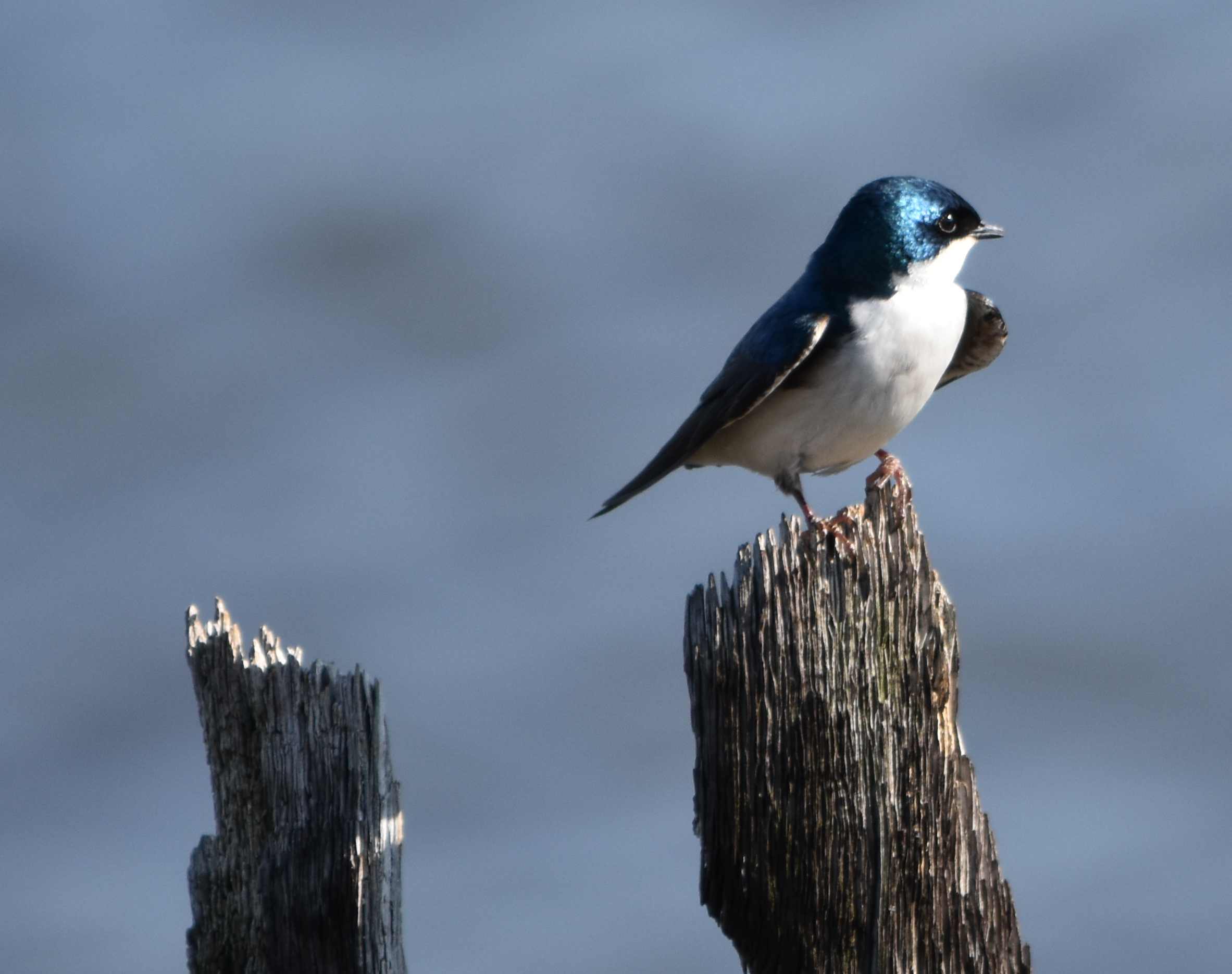 Tree Swallow standing guard | Scrolller