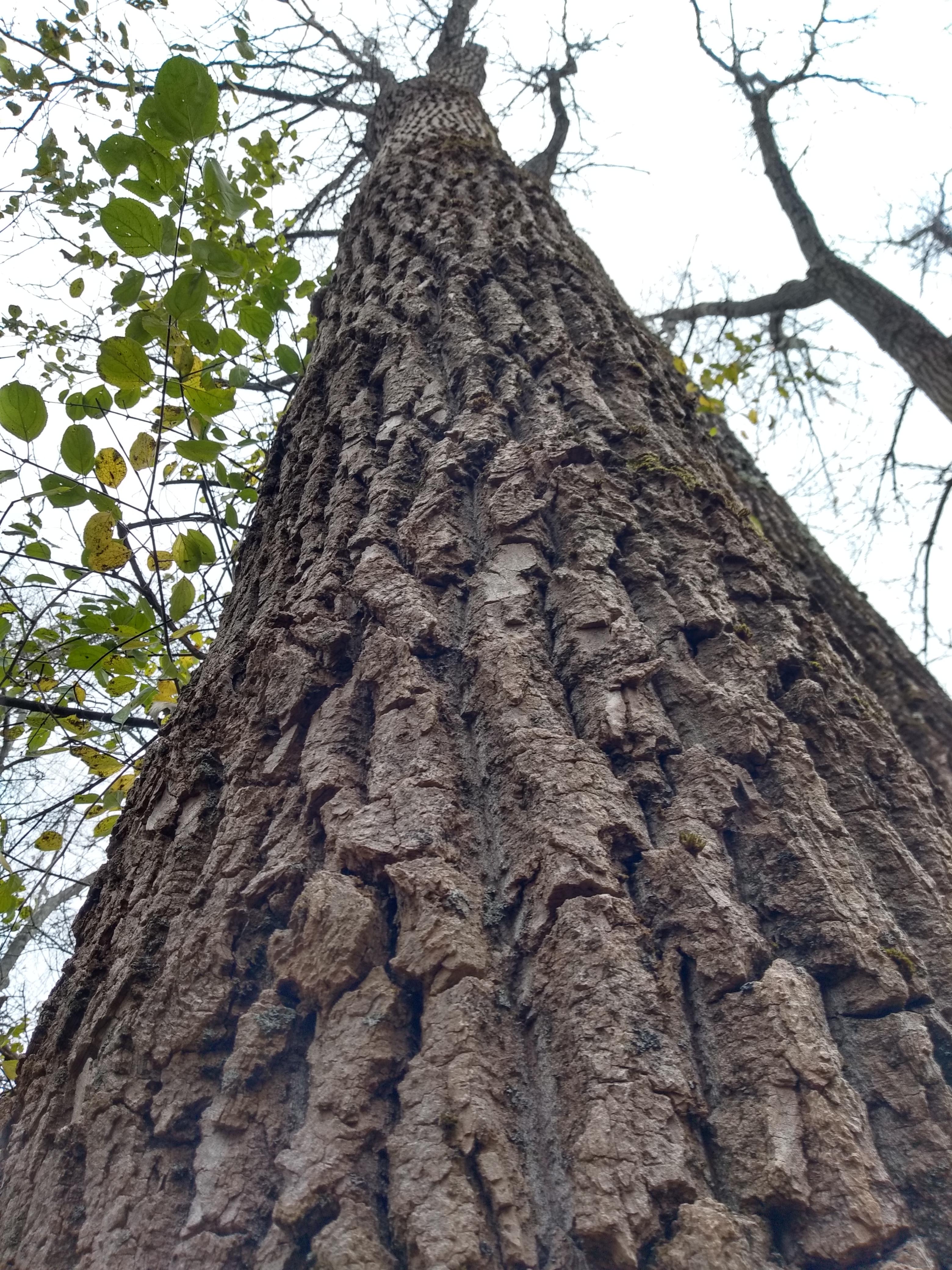 tree up skirt | Scrolller