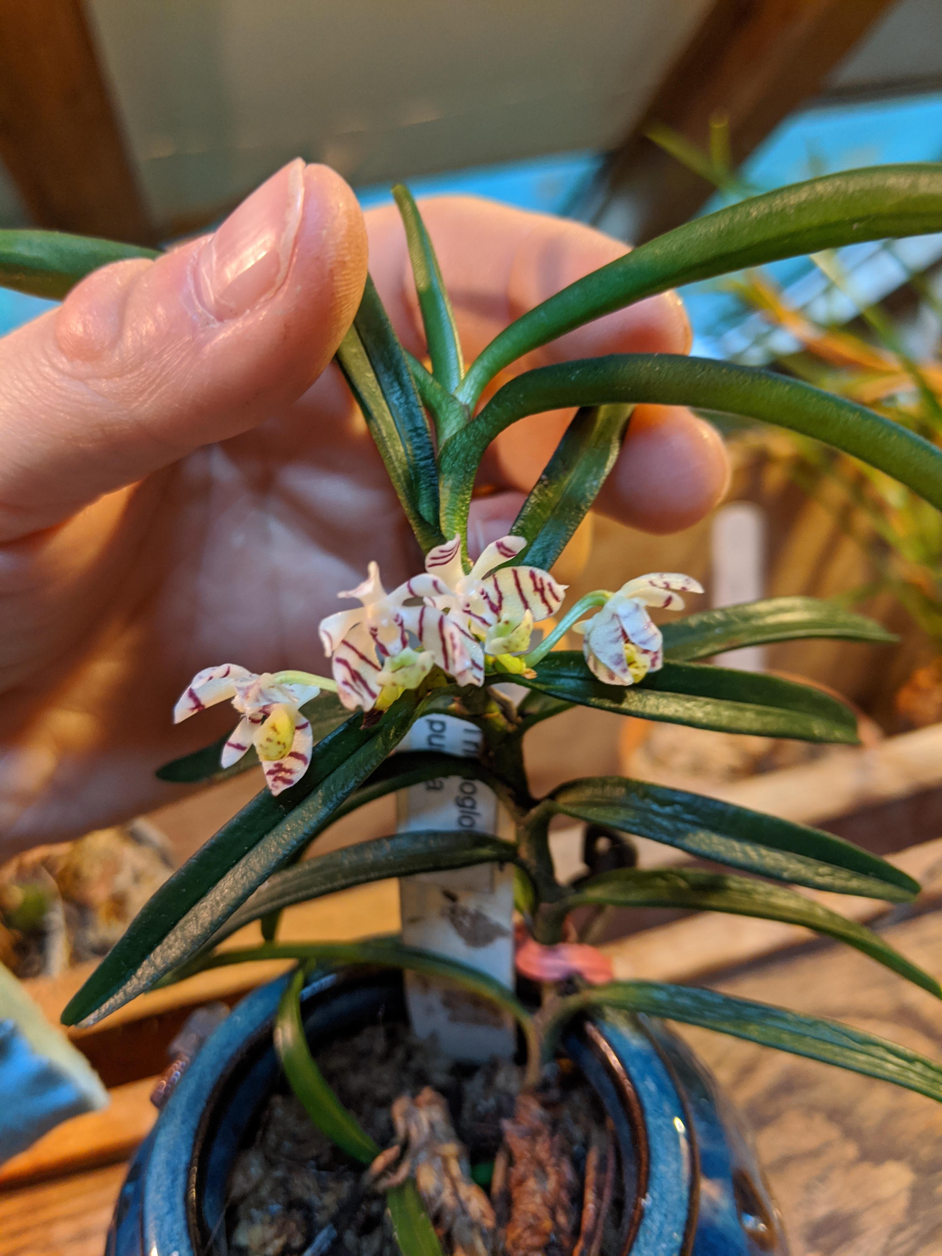 Trichoglottis blooms!! | Scrolller