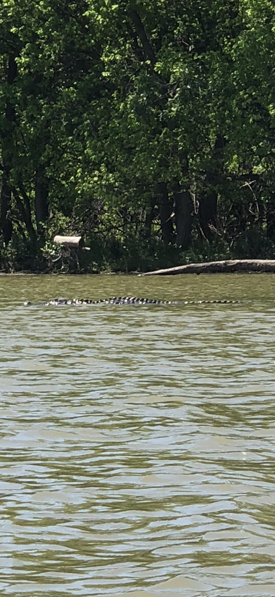 Trinity river gator legends confirmed | Scrolller