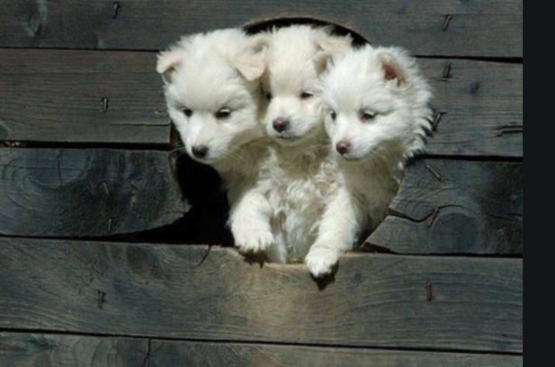Triple headed doggo. 15 damage . 60 hp and 5 defense | Scrolller
