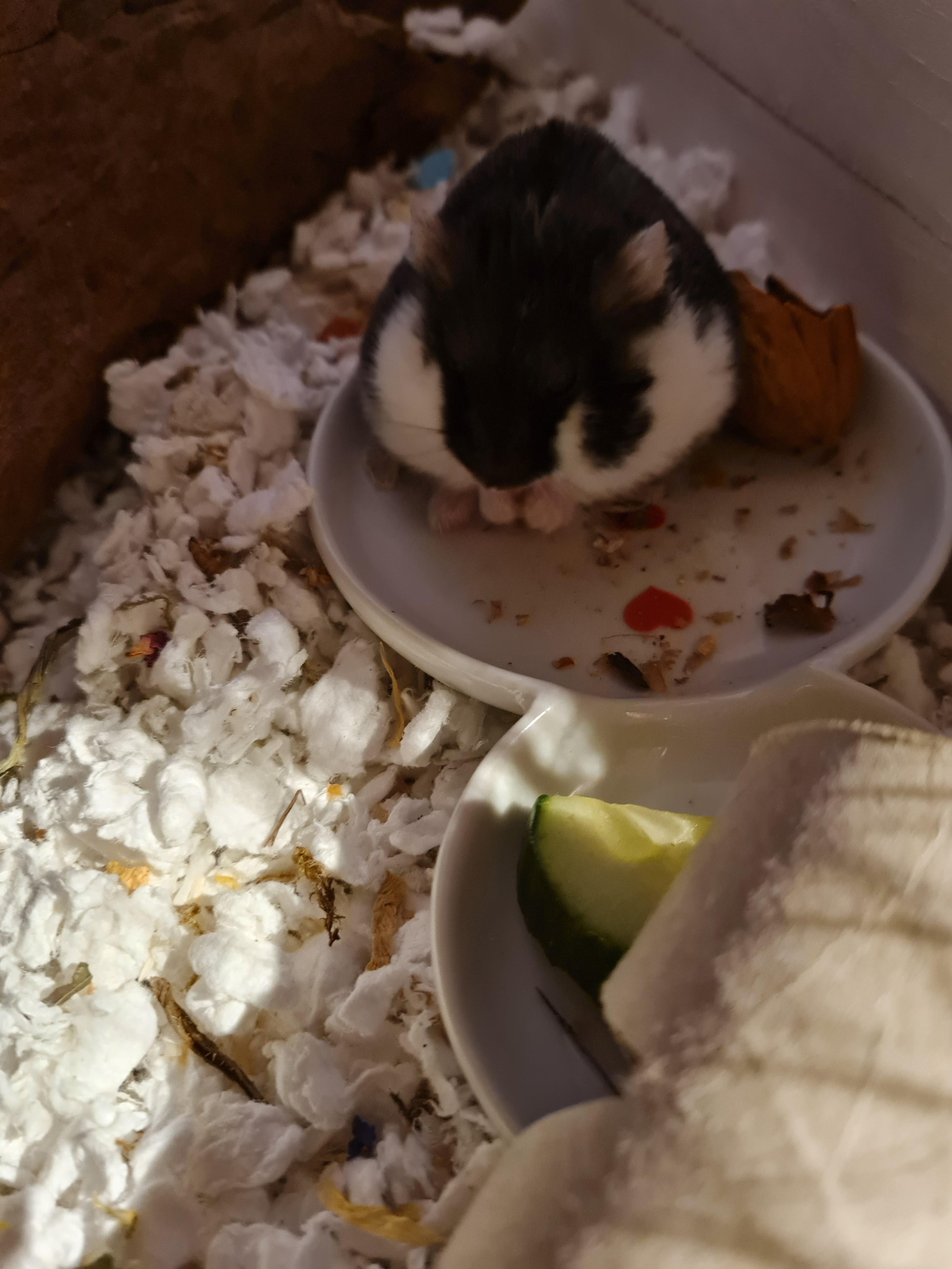 Trixie eating snacks in her snowmanbowl | Scrolller