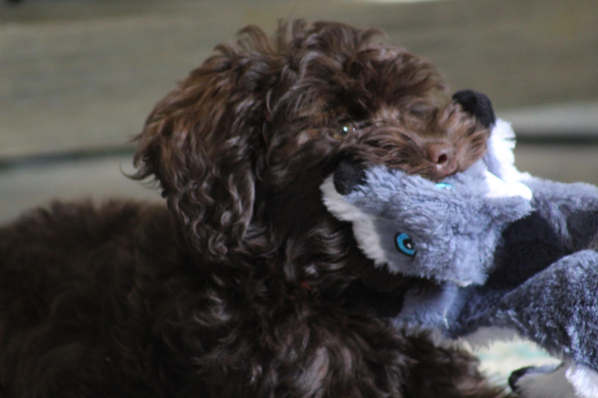 True apex predator | Scrolller