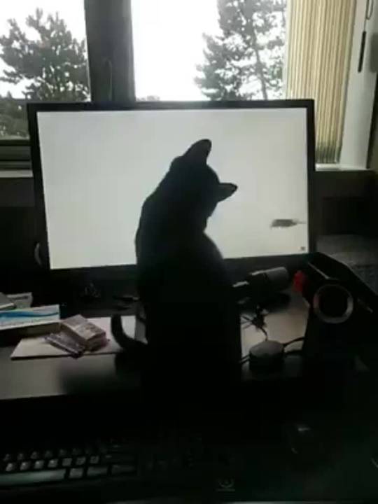 Try as he might, he's never managed to catch the dang mouse. | Scrolller