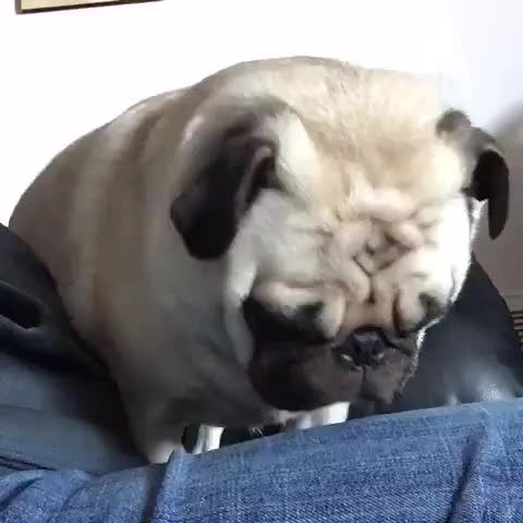 Trying To Get Comfortable | Scrolller