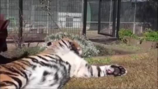 "C'mon man, can't I just take a little catnap?" | Scrolller