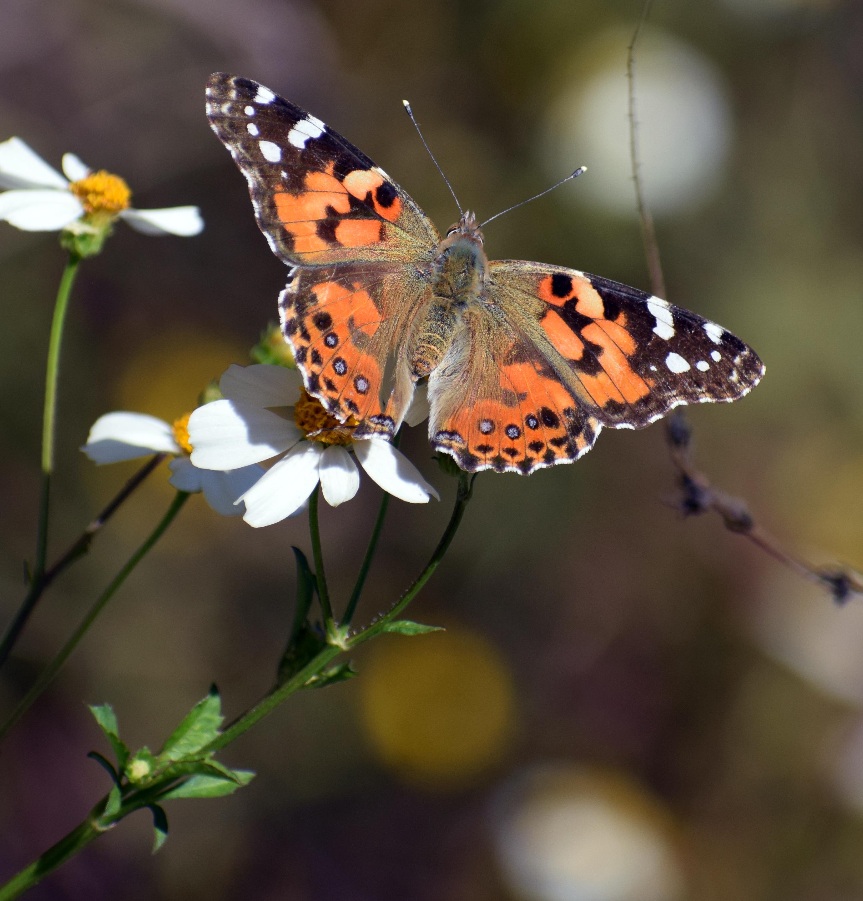 [TTM] Painted Lady | Scrolller