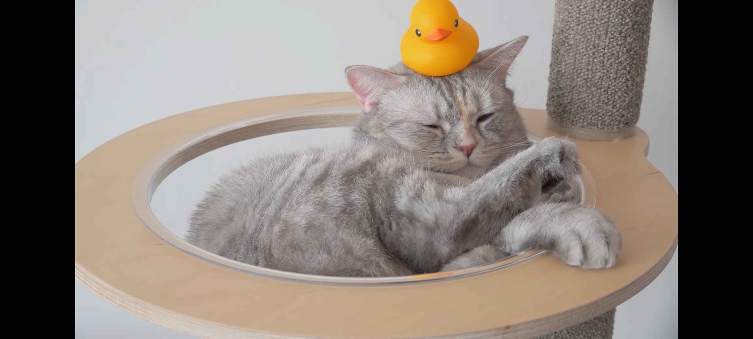 TTs new duck hat | Scrolller