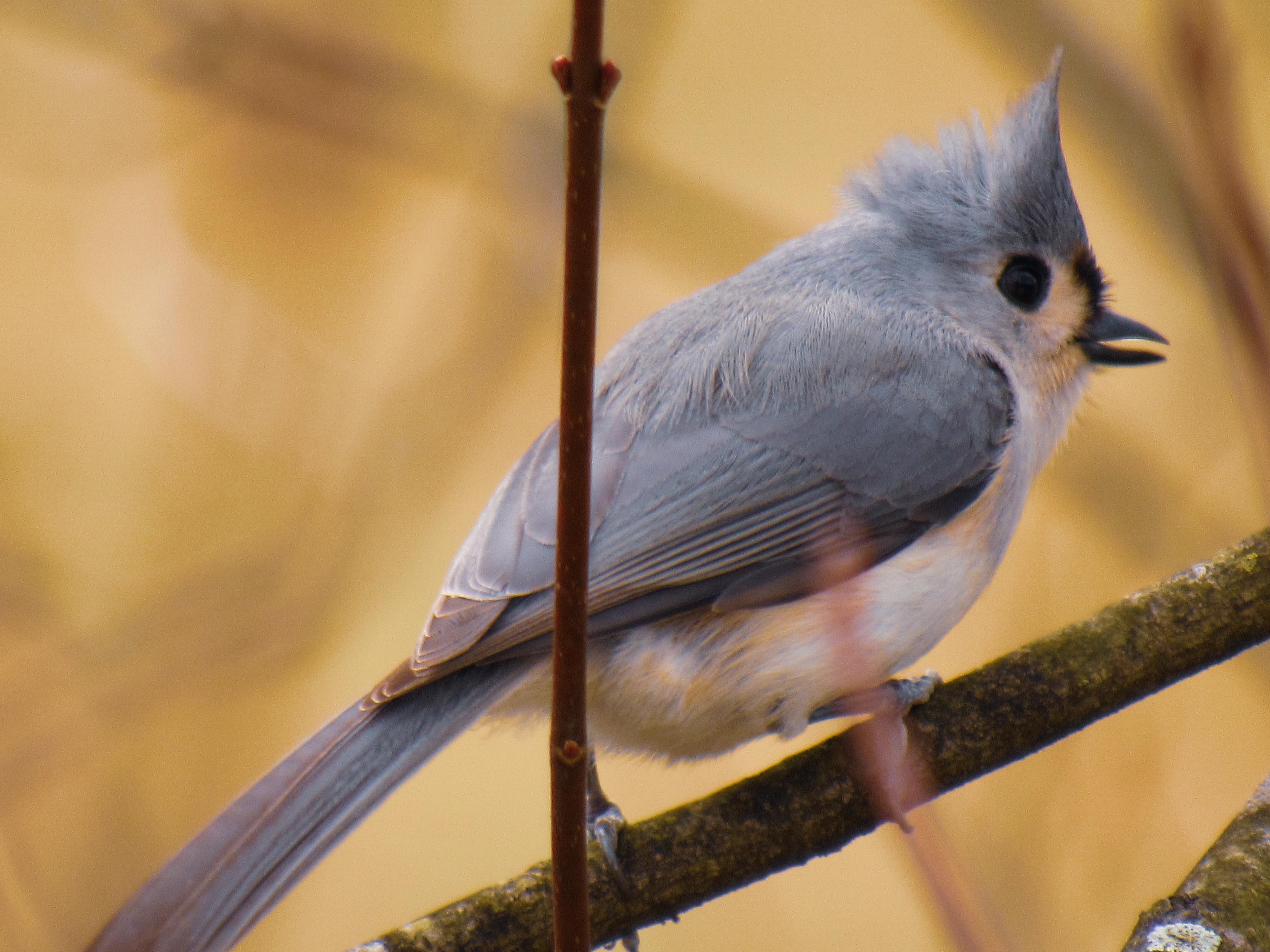 Tufted Titmouse | Scrolller