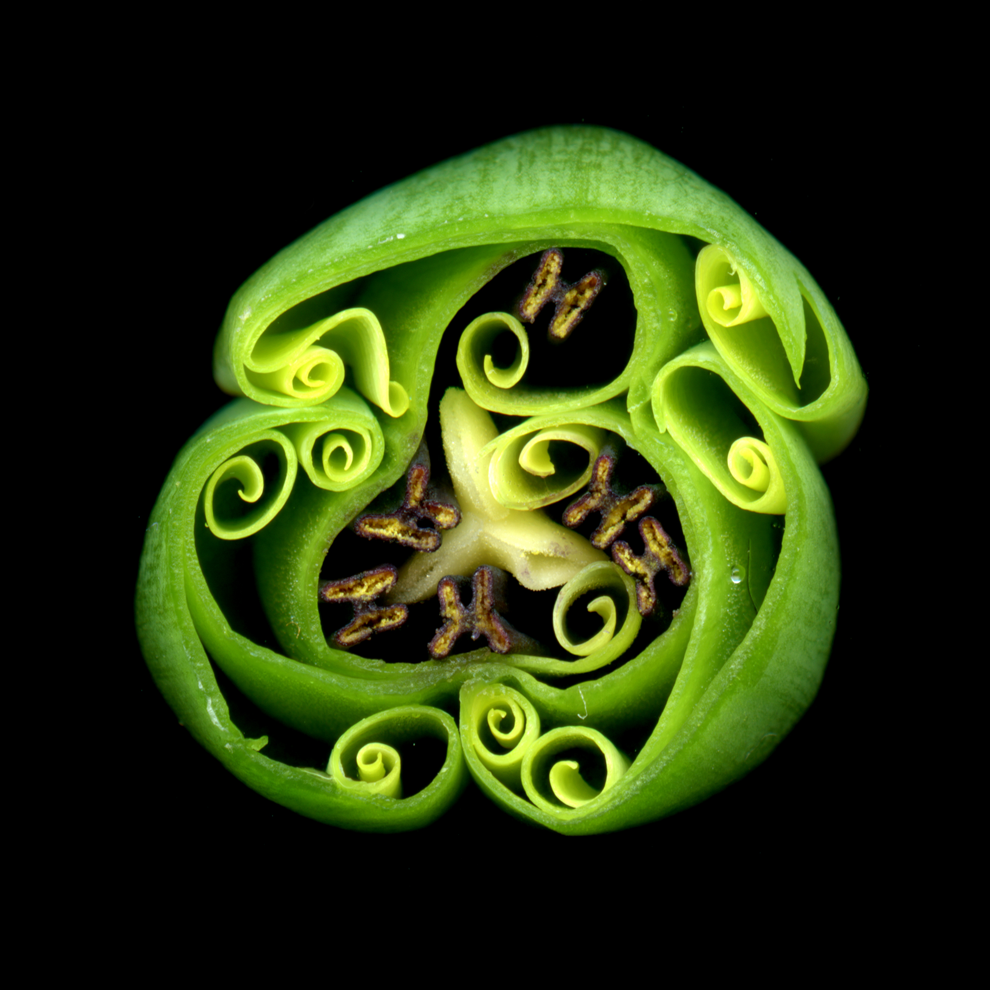 Tulip bud [2000x2000 px] [OC] | Scrolller