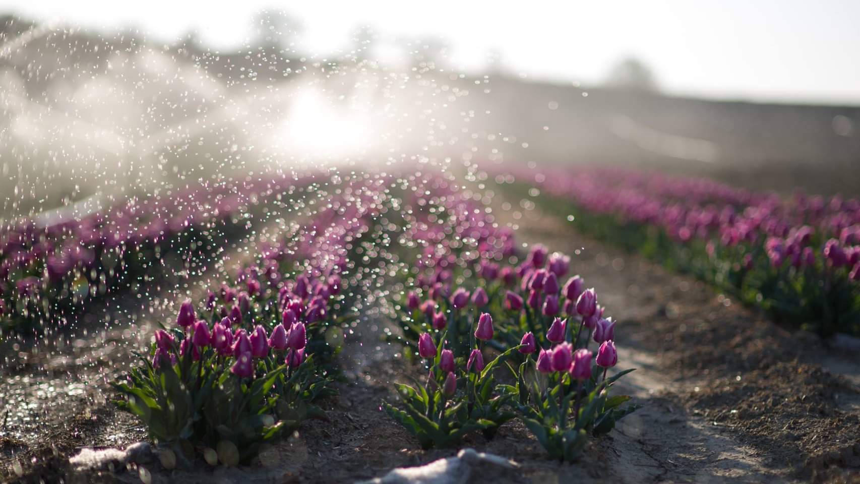 Tulip fields in Provence, France | Scrolller