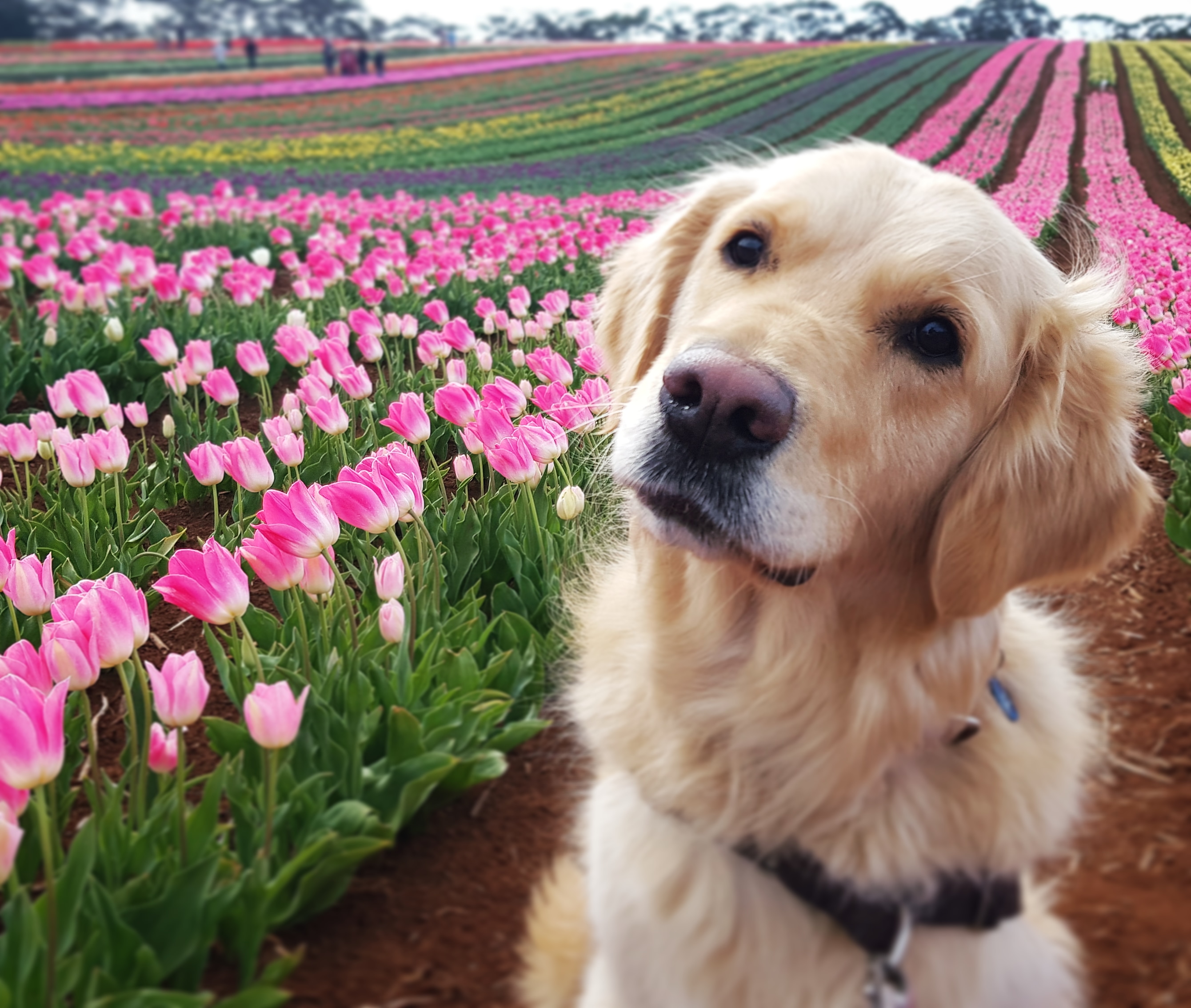 Tulip pilgrimage | Scrolller