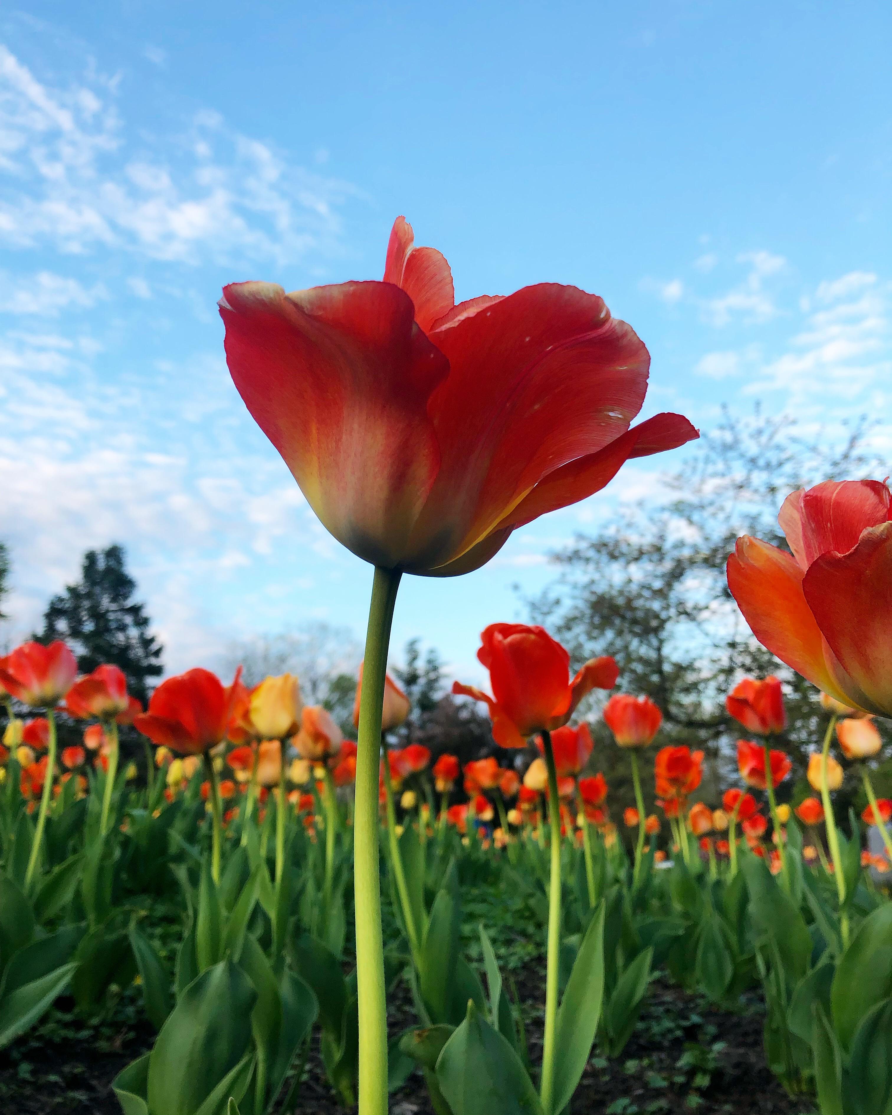 Tulip season | Scrolller