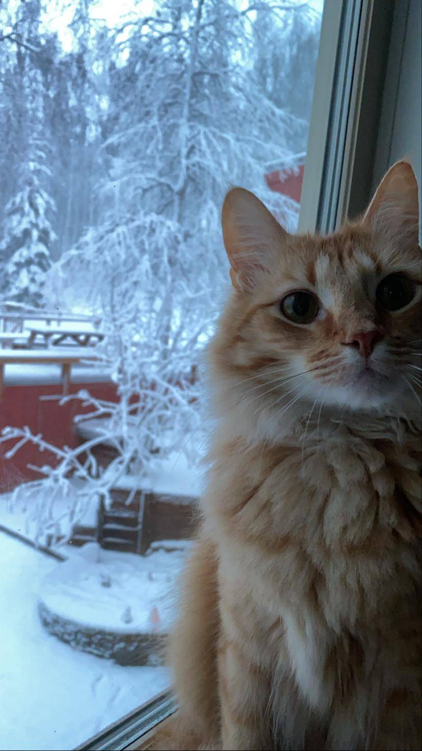 Turkey’s first Alaskan winter :) | Scrolller