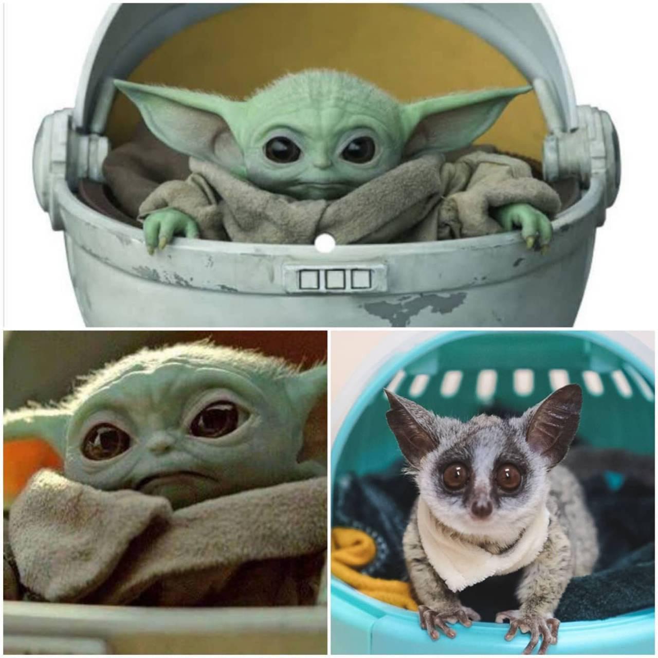 Turnip has a strong resemblance to baby yoda with this jacket on 🥲😅 ...