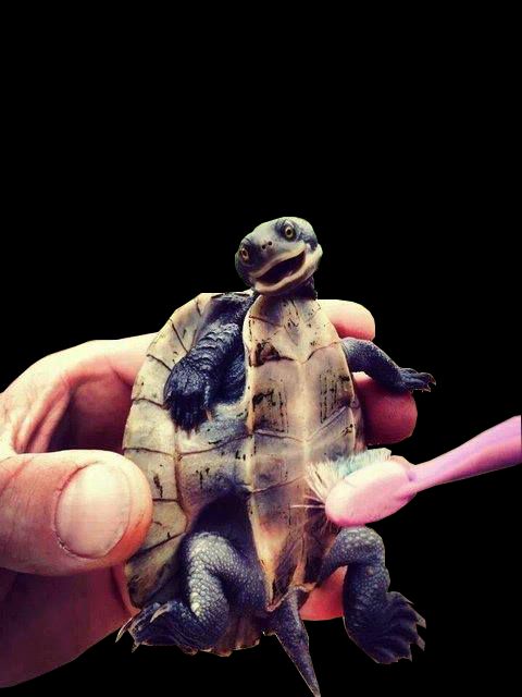 Turtle getting brushed. | Scrolller