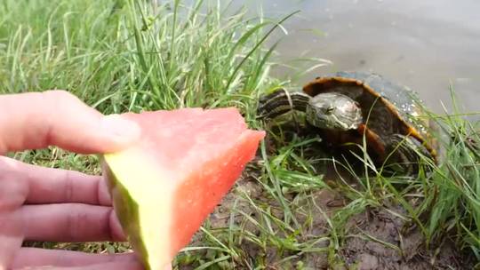 Chomping turtles | Scrolller