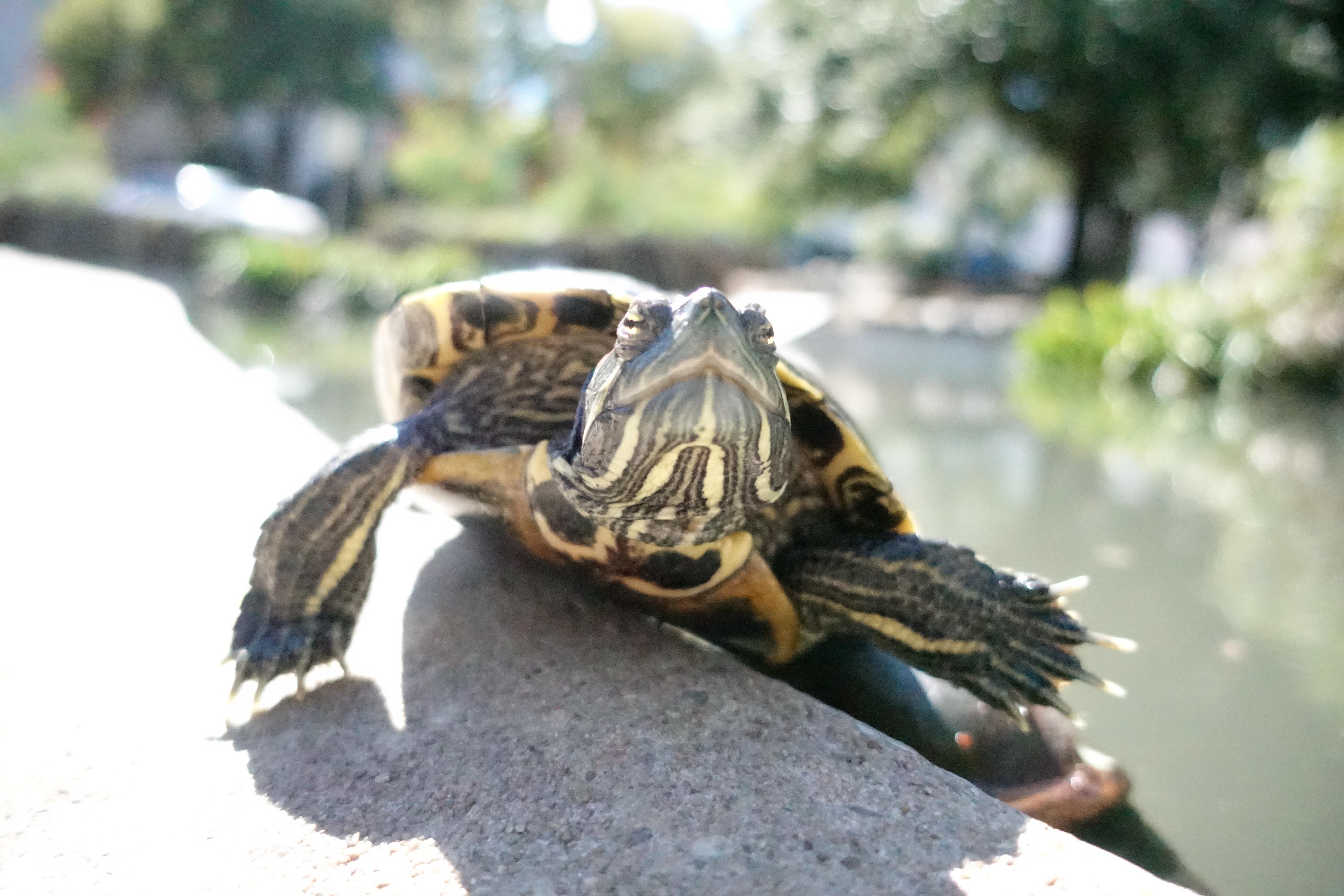 Turtle Pond | Scrolller