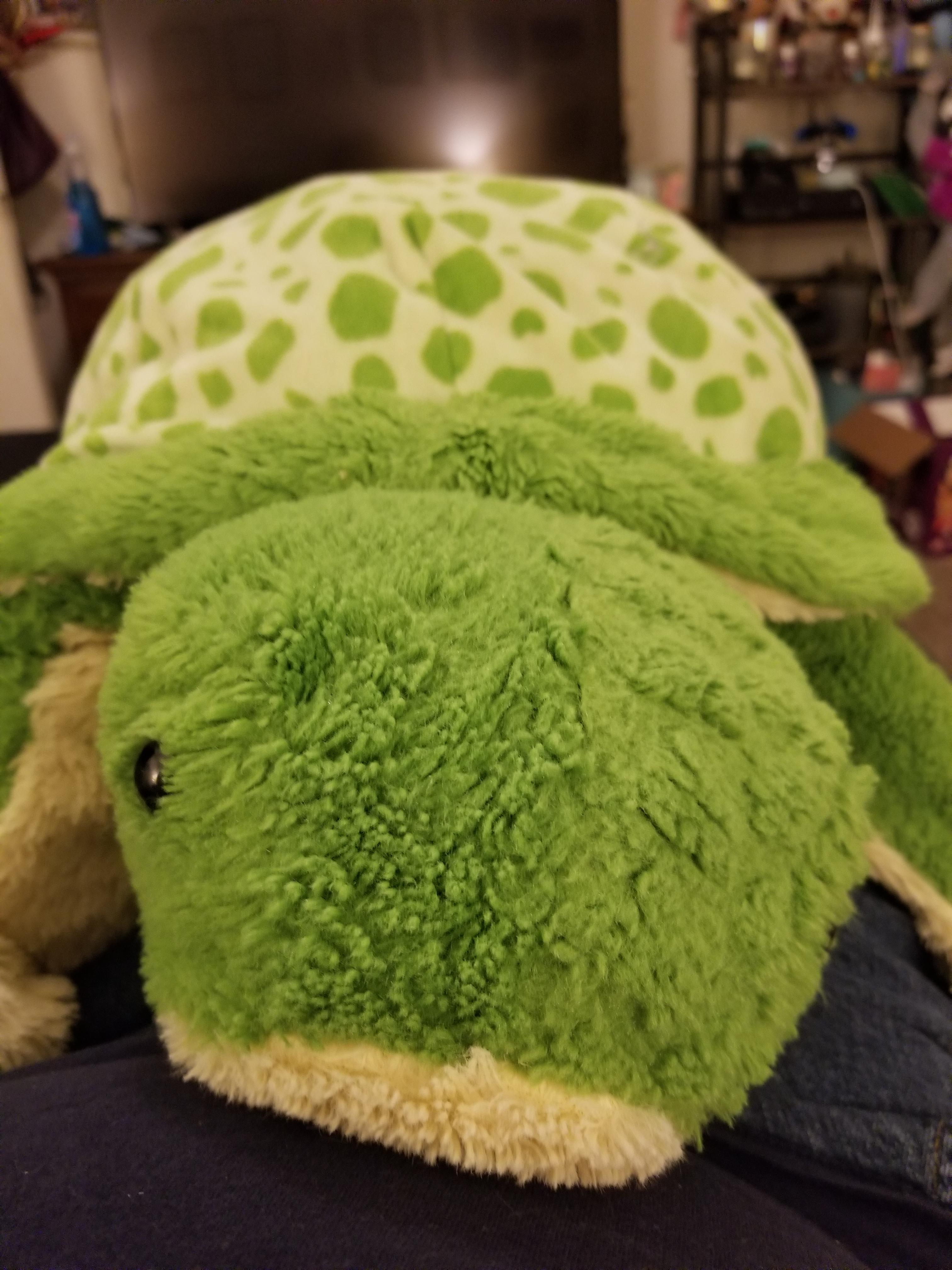 turtle turtle | Scrolller