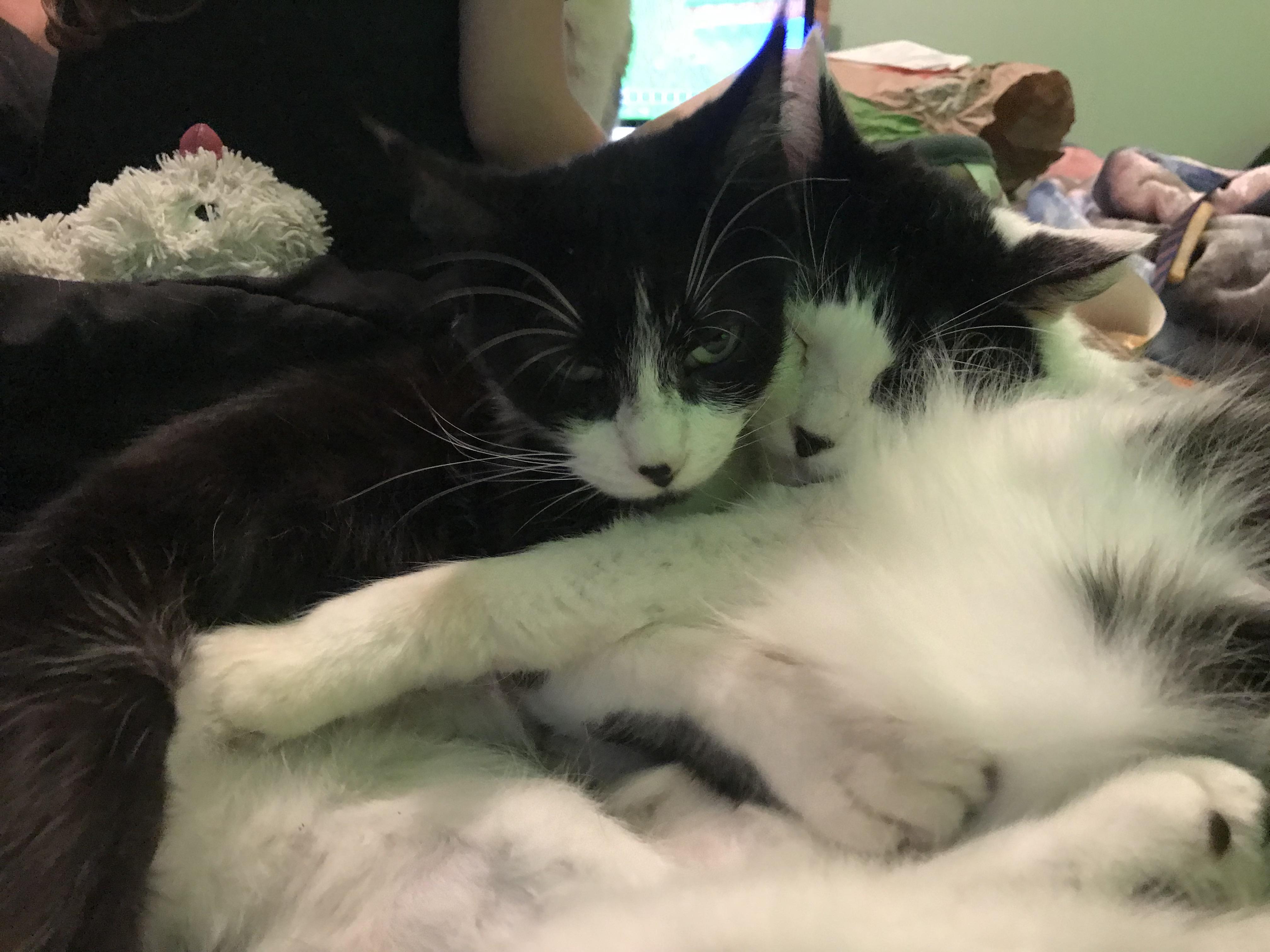 Tuxedo cuddle puddle | Scrolller