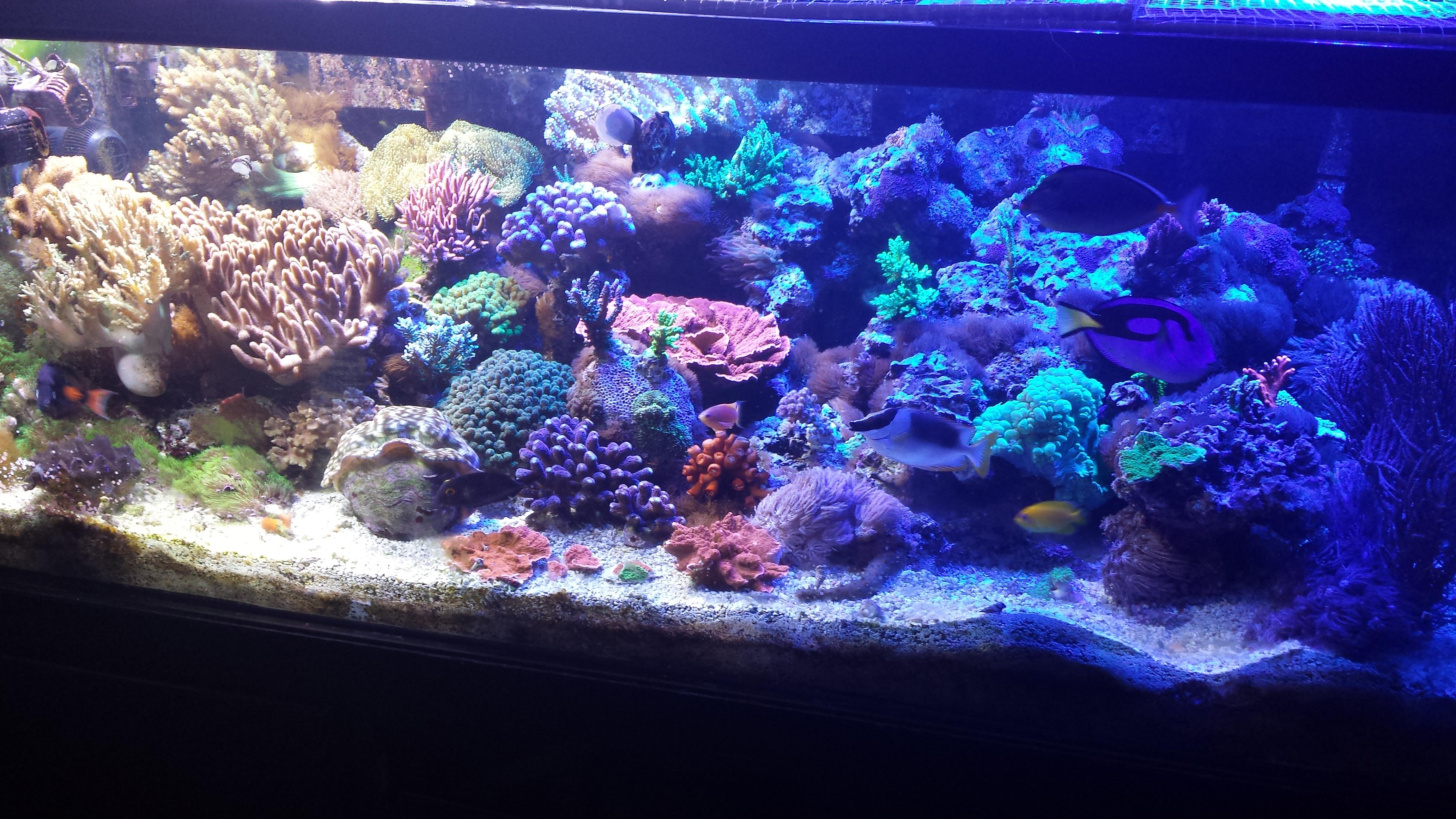 Twilight transition in my 450g mixed reef | Scrolller