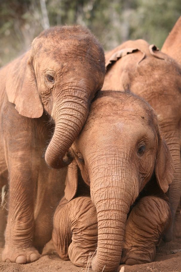 Two adorable baby elephants | Scrolller