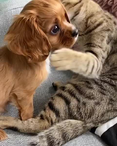 Two Best Buds | Scrolller