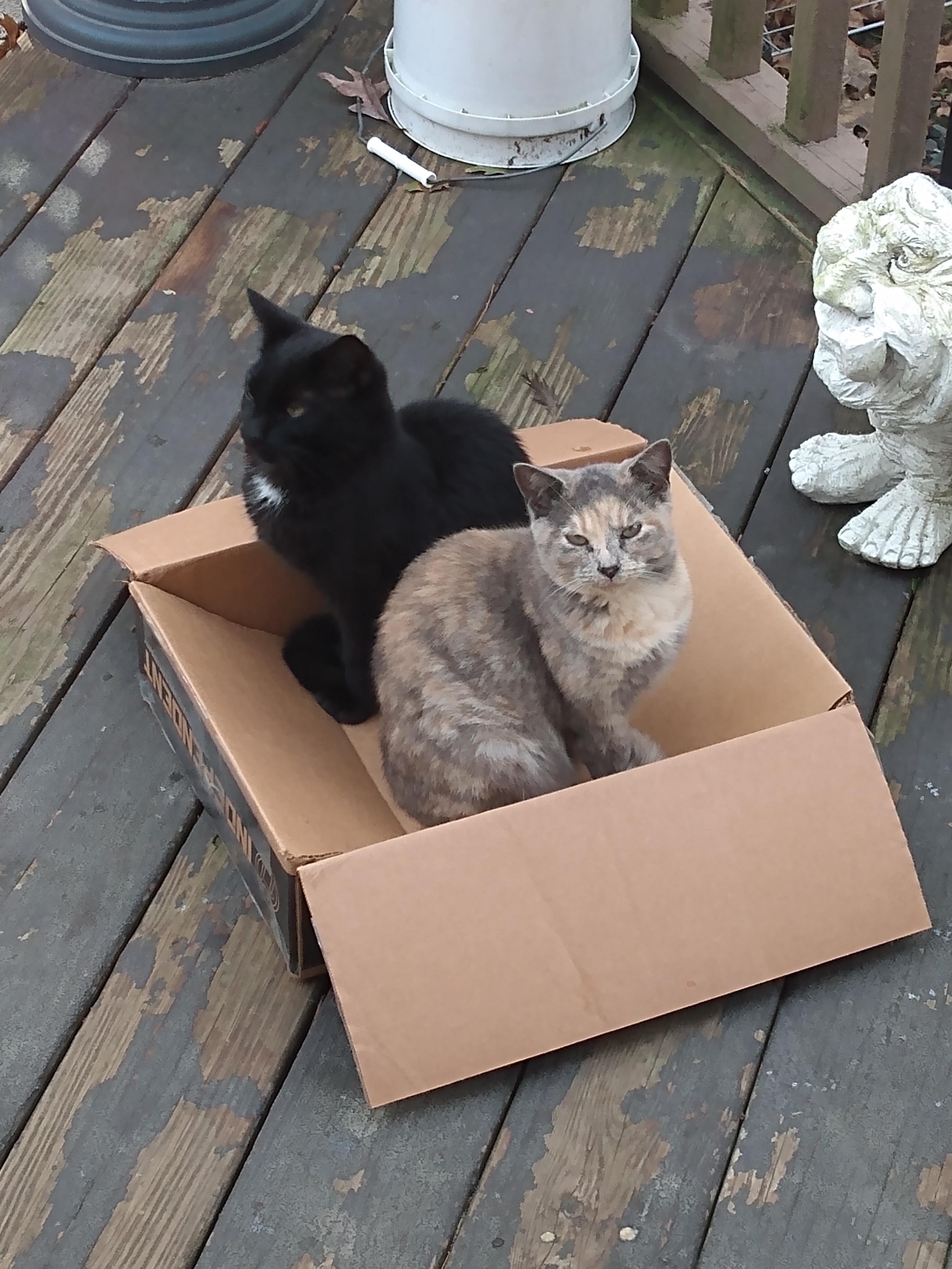 TWO cats in ONE box | Scrolller