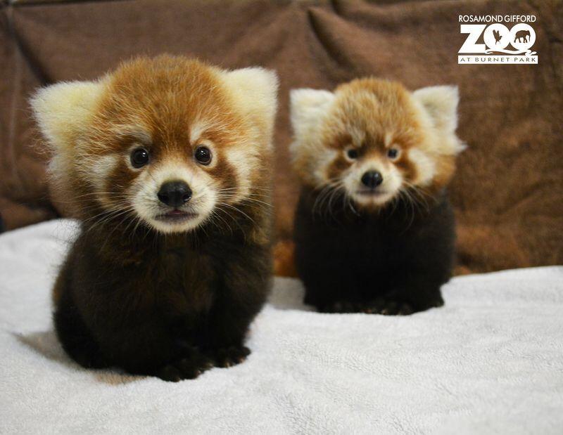 Two cute baby red pandas ️ | Scrolller