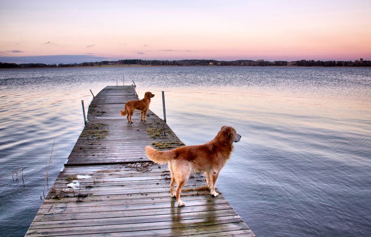Two dogs after a sunset swim [1200x767] | Scrolller