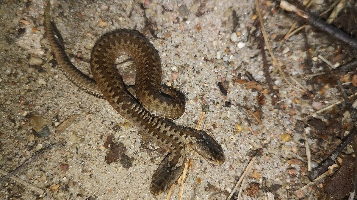 Two Headed Aussie Snake | Scrolller