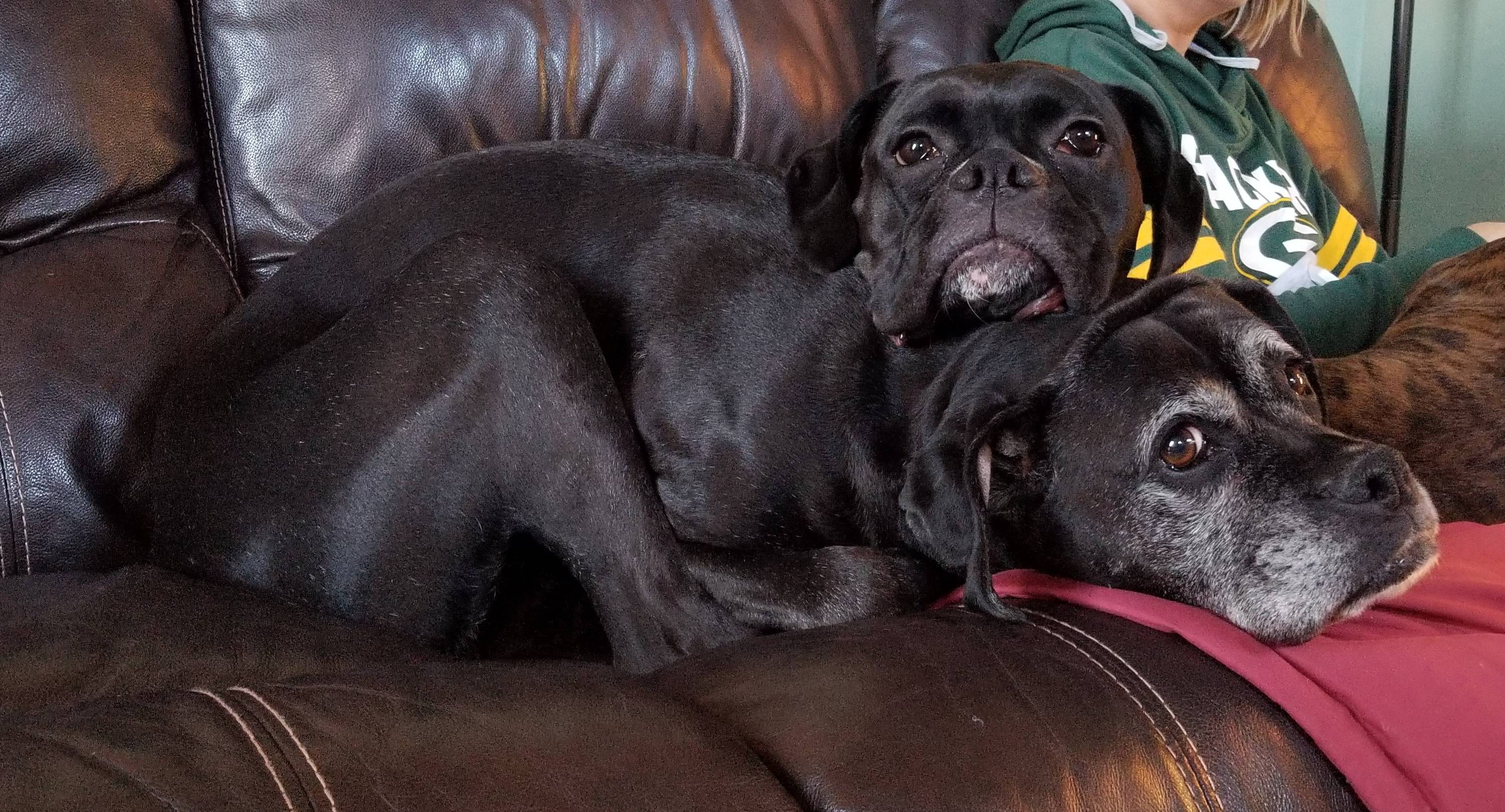 Two headed boxer | Scrolller