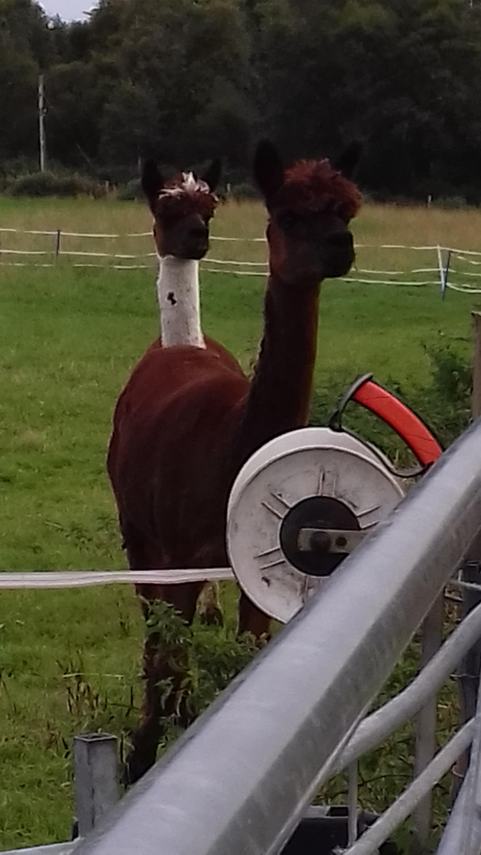 Two headed llama | Scrolller