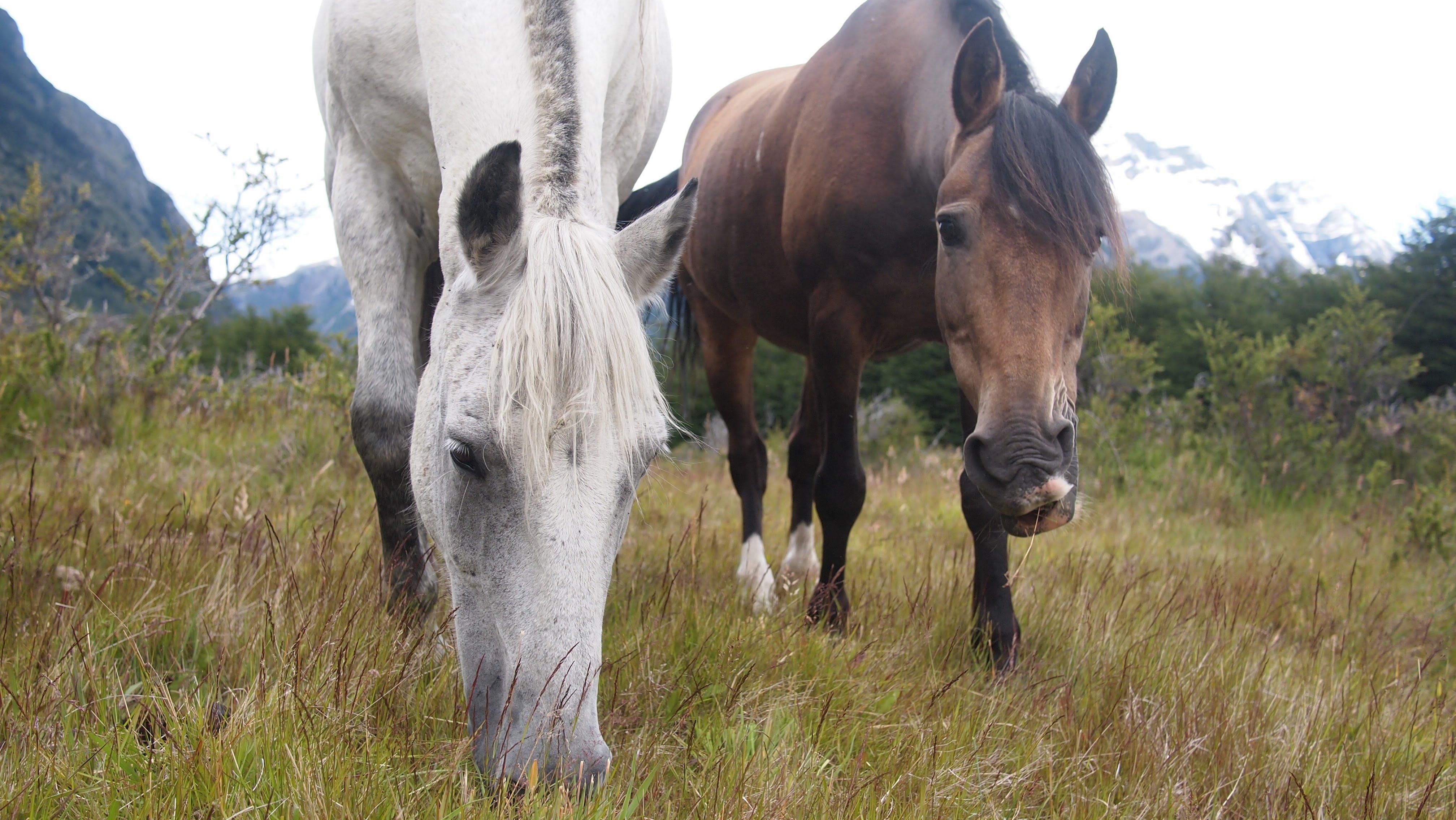 Two horses in Torres del Paine. One of my favorite photos I took on this trip. | Scrolller