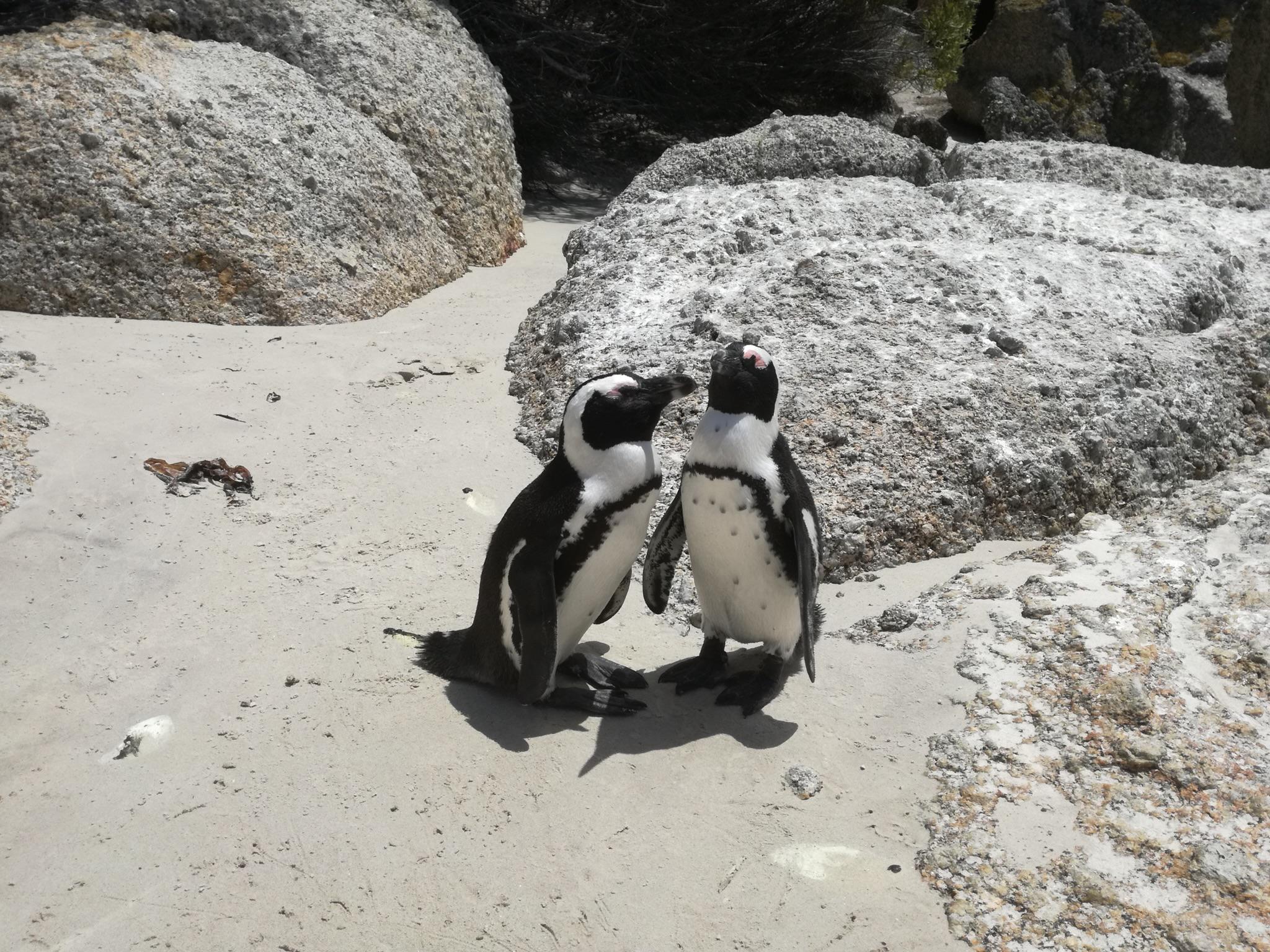 Two love birds | Scrolller